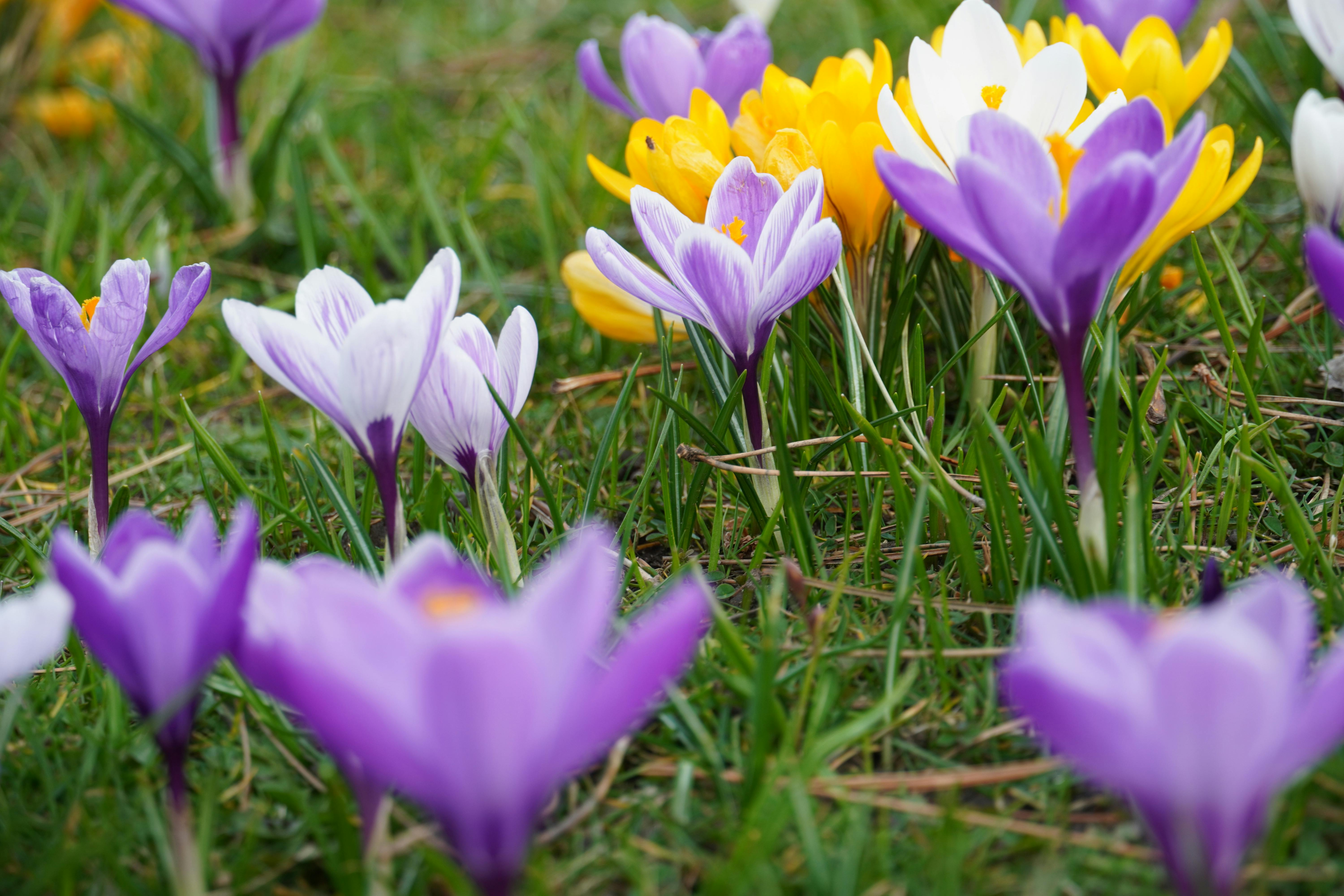 Multi Colored Crocus Flowers · Free Stock Photo