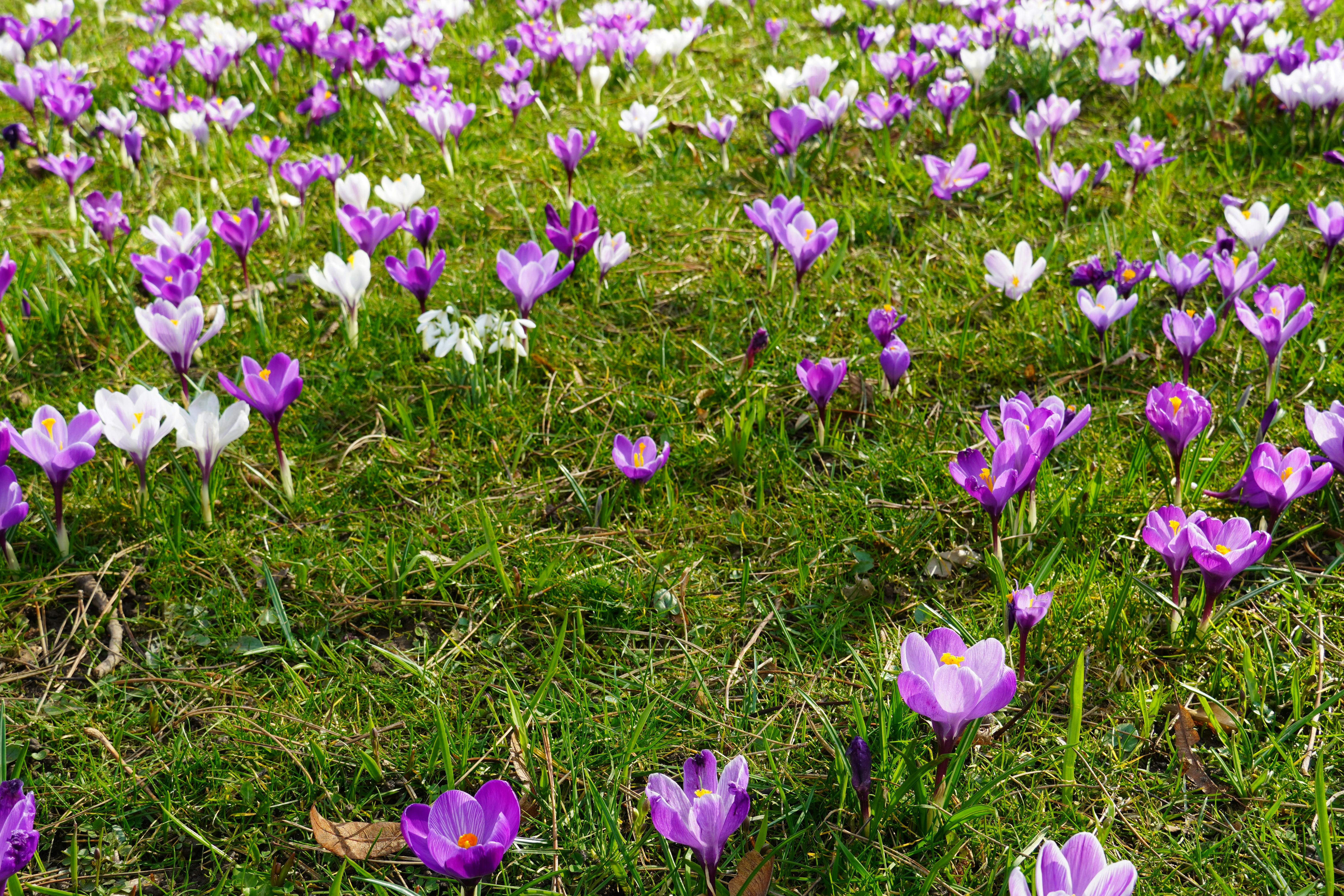 Crocus Flowers in Garden · Free Stock Photo