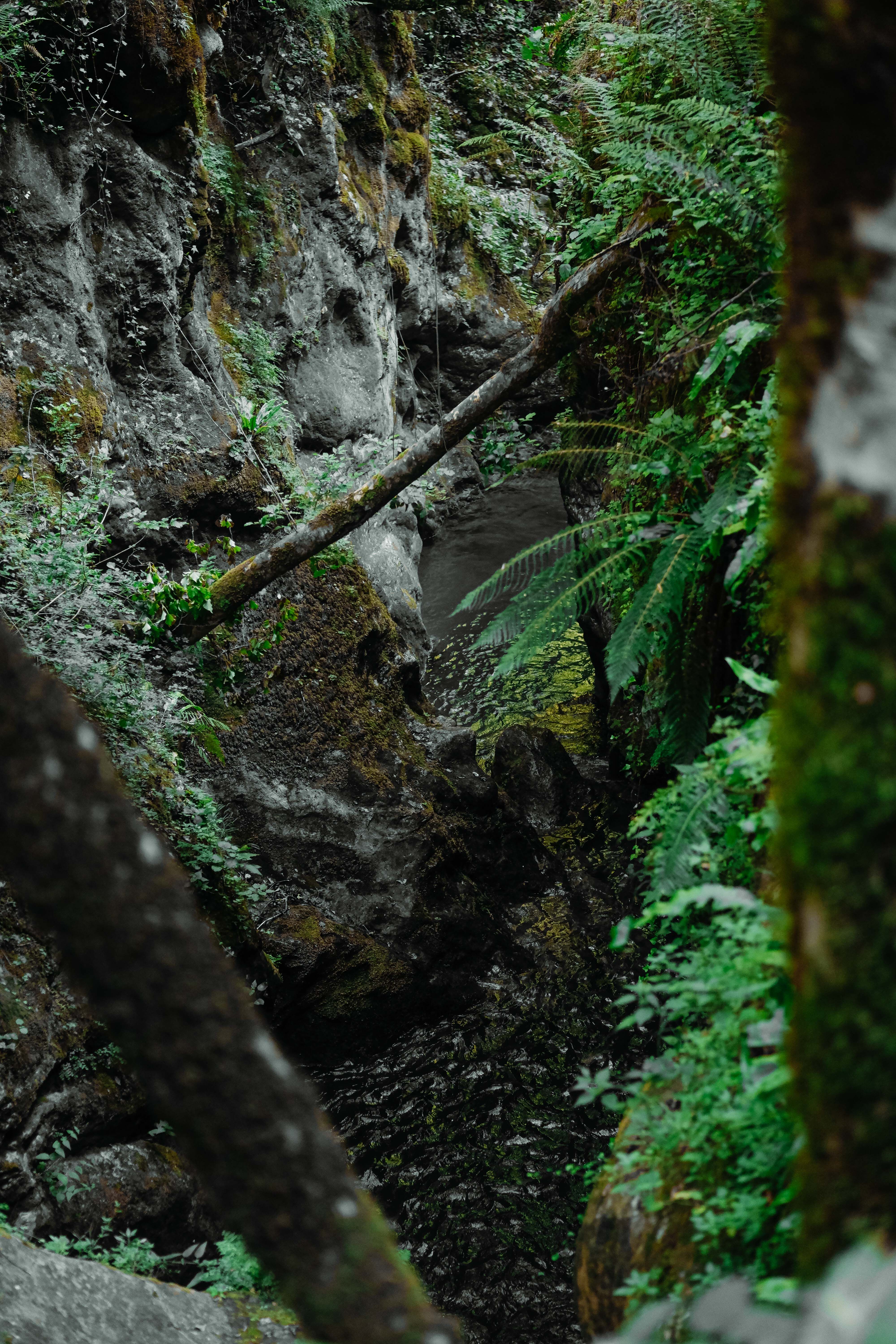Rough Rock Formations and Trees in a Forest · Free Stock Photo