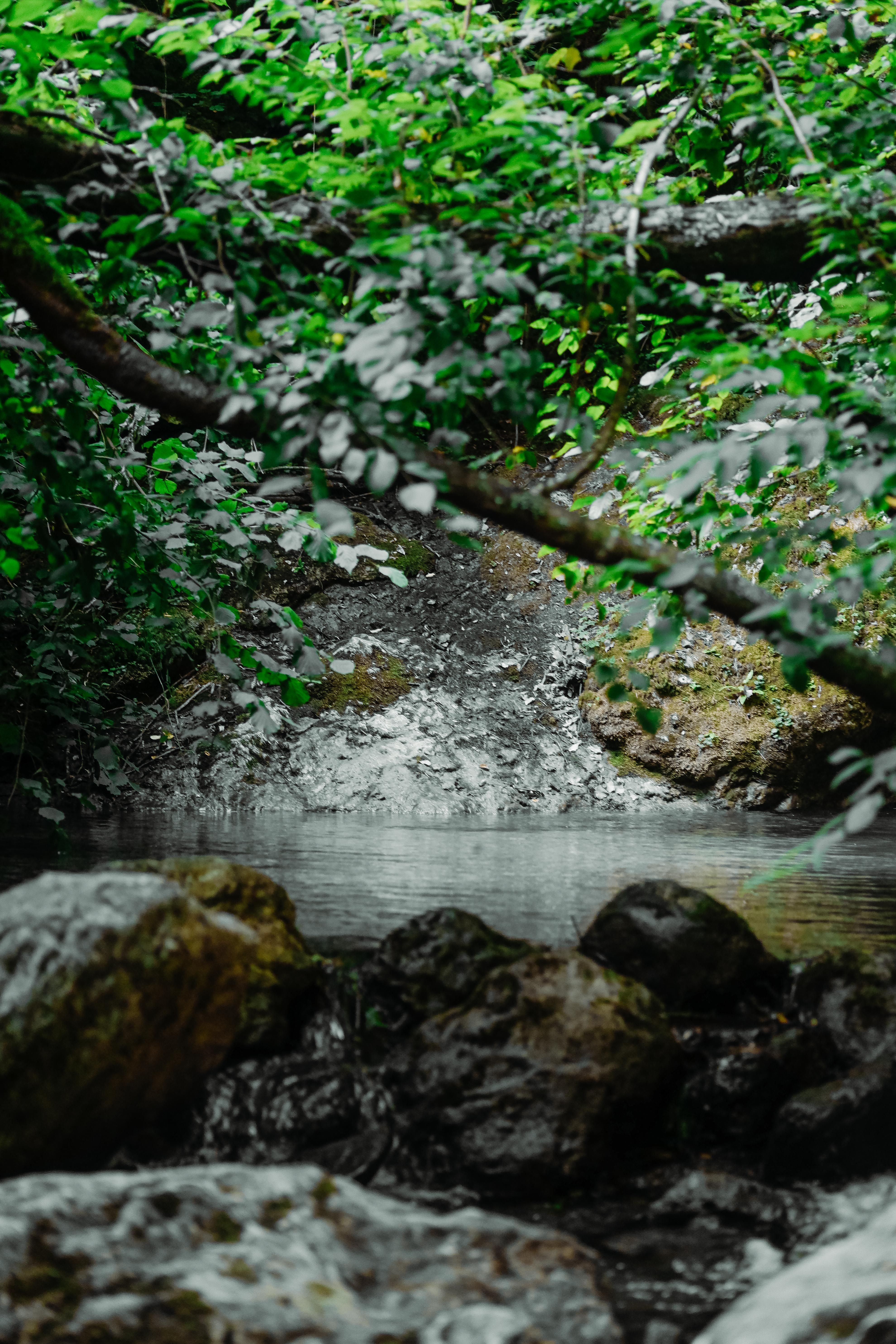 Tuscan Forest Photos, Download The BEST Free Tuscan Forest Stock Photos ...
