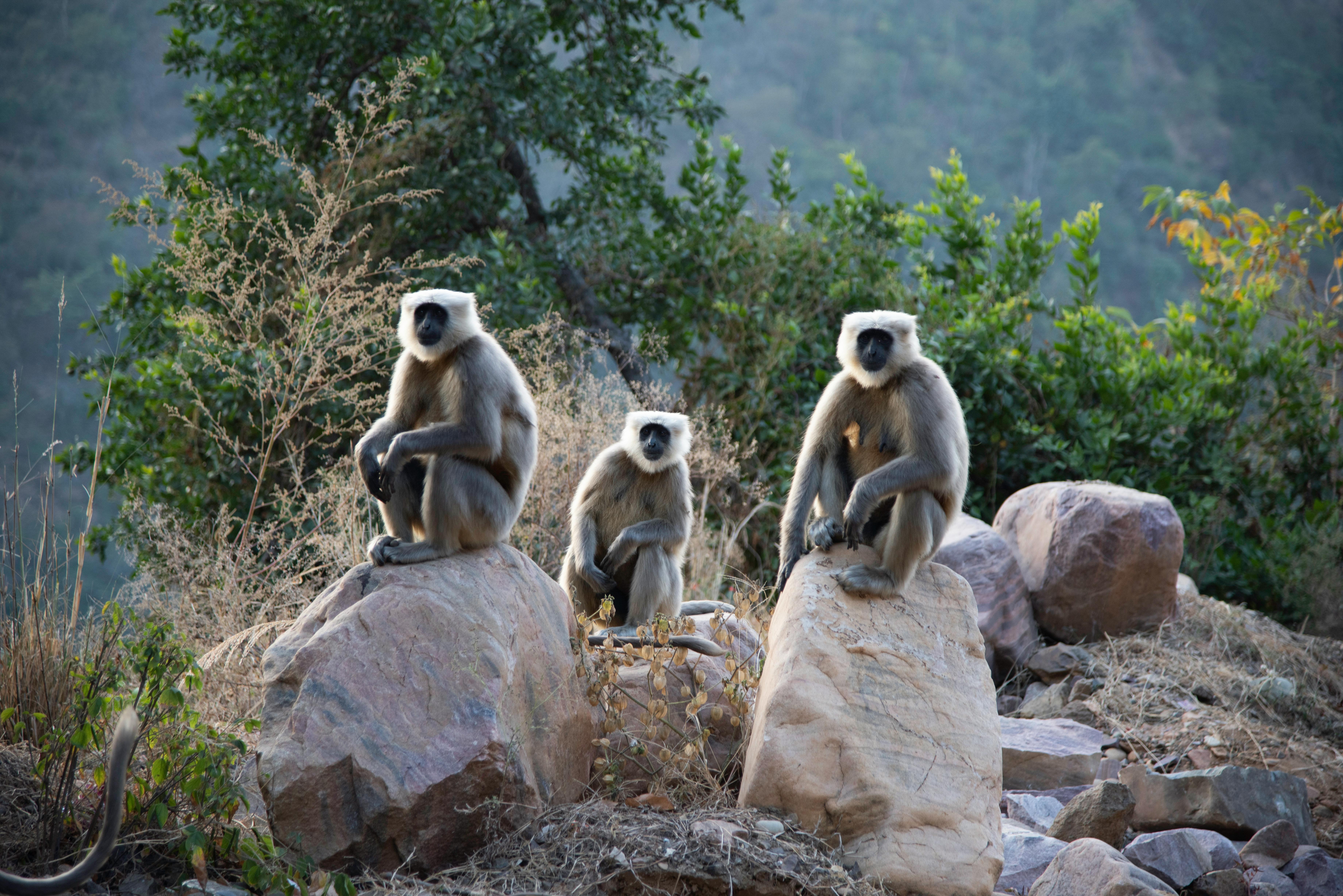 Monkeys Sitting on Stones · Free Stock Photo