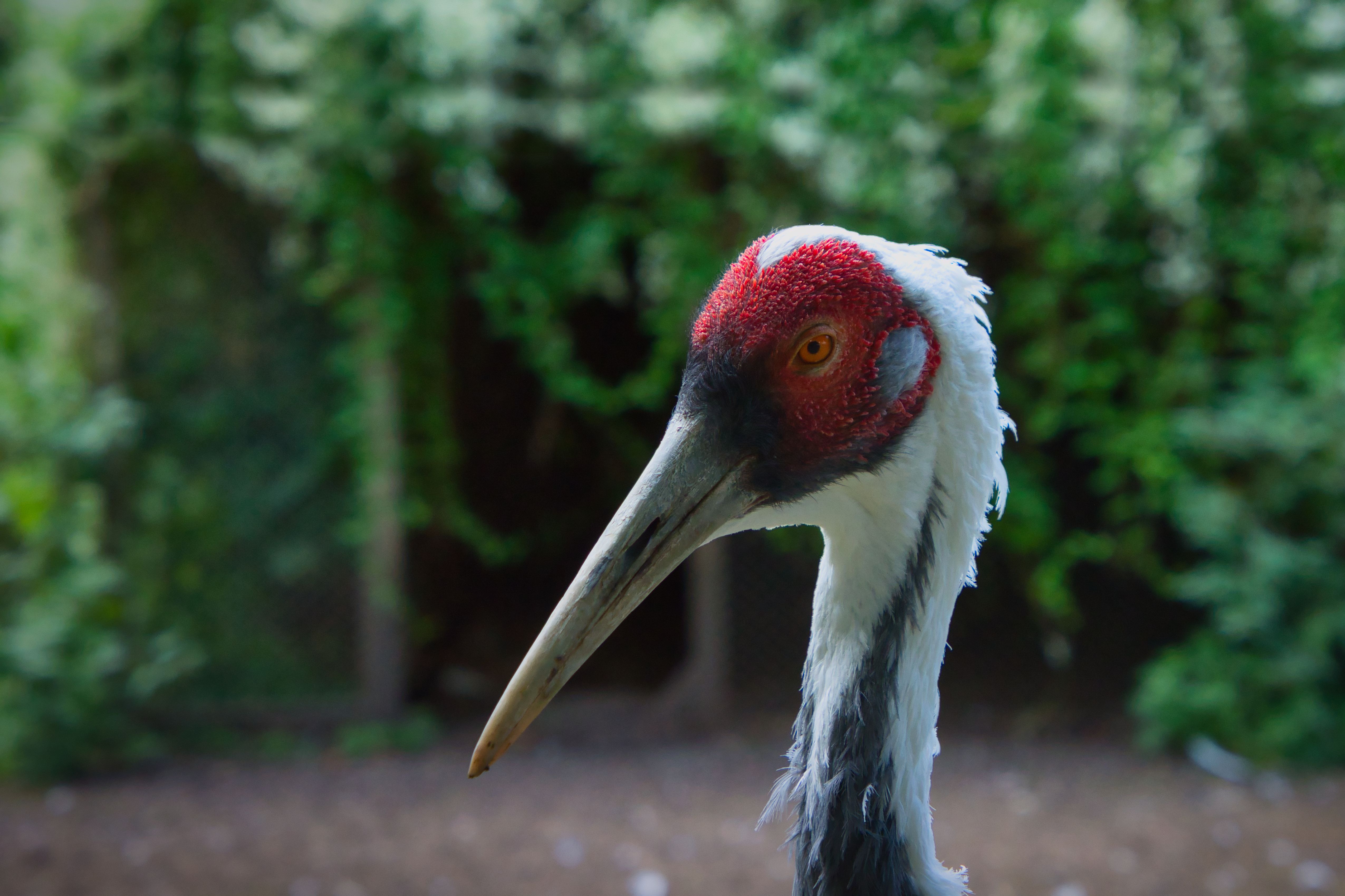 White Naped Crane Photos, Download The BEST Free White Naped Crane ...