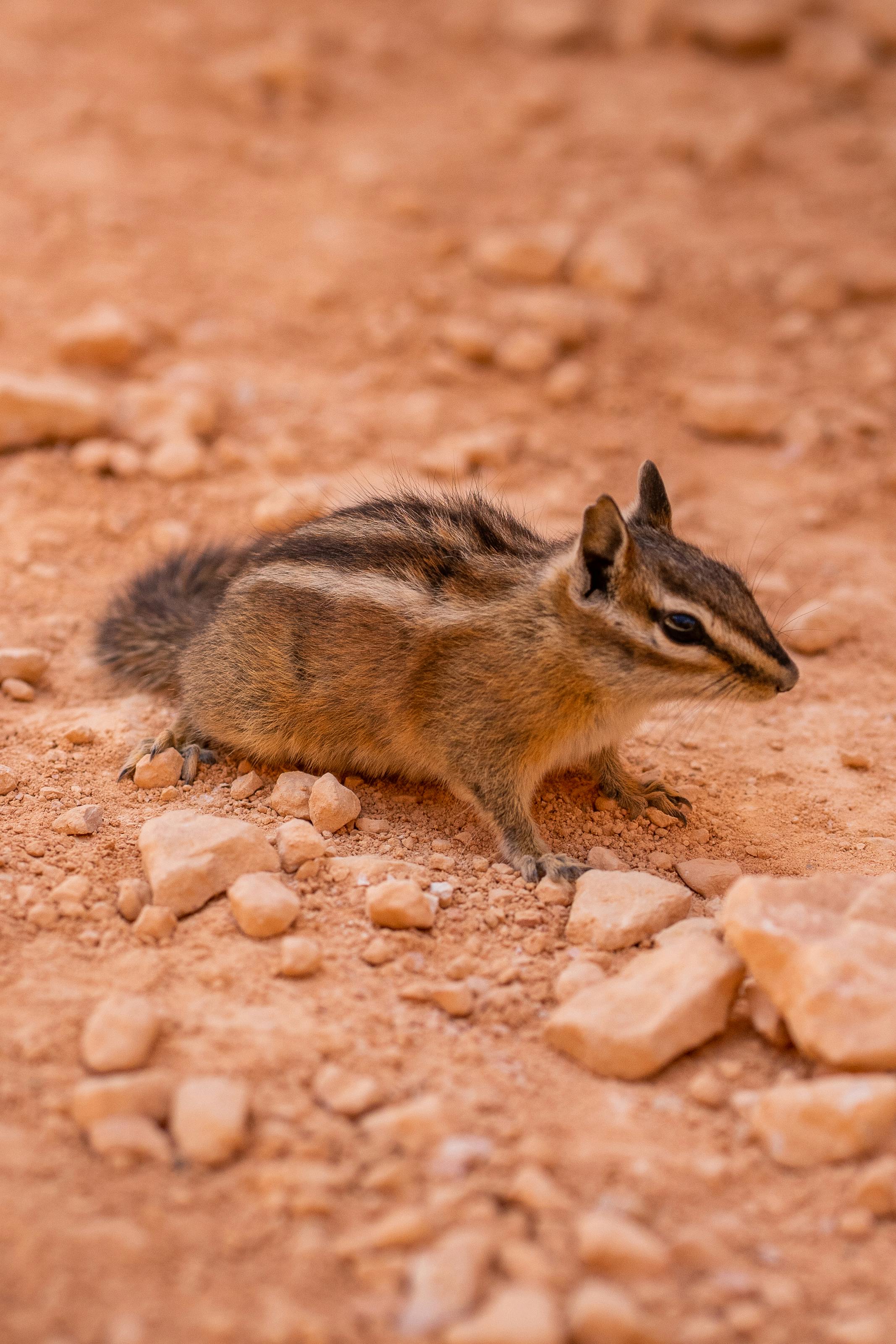 Close-up of a Chipmunk Standing on Dry Sand · Free Stock Photo
