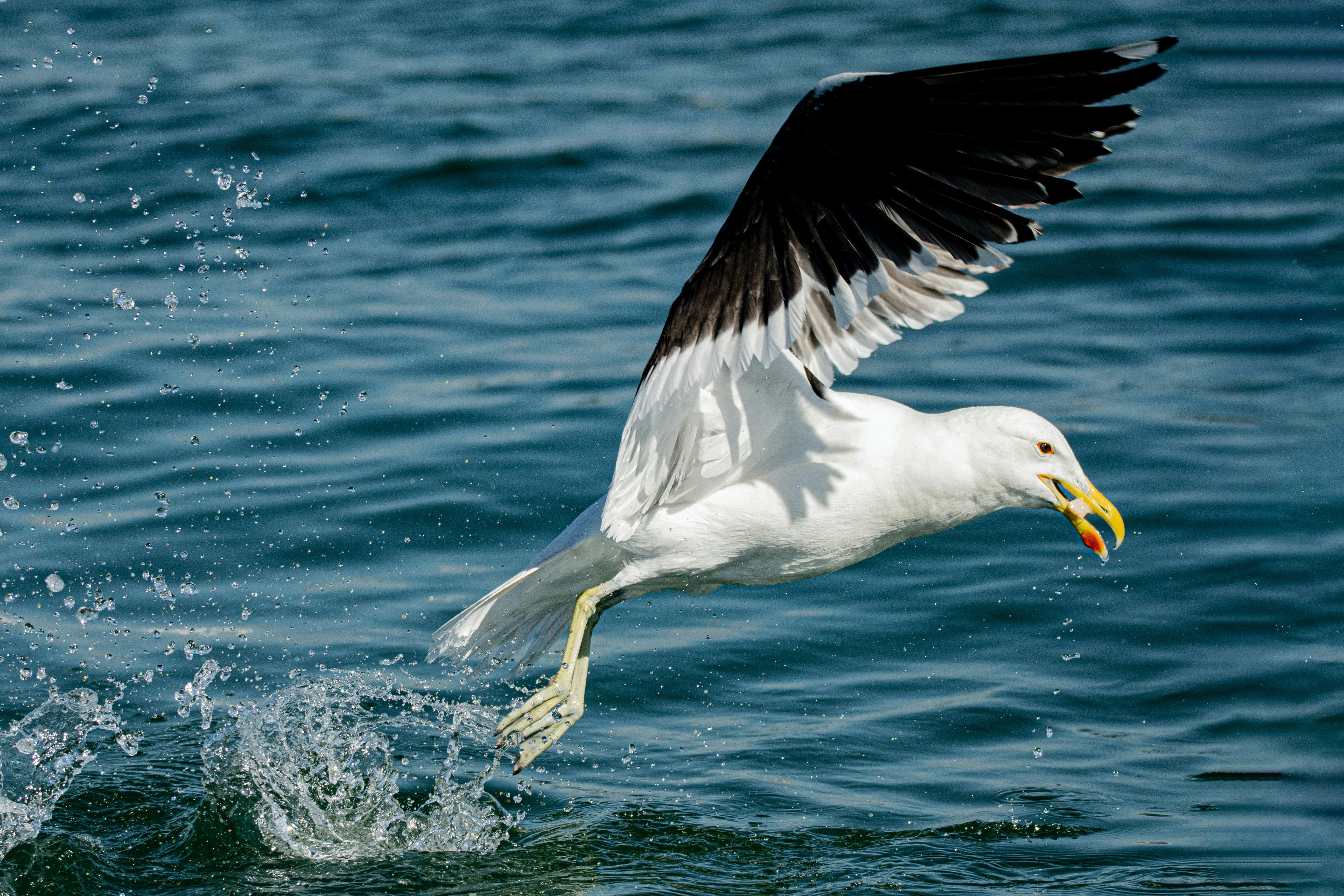 Seagull with Food in Beak · Free Stock Photo
