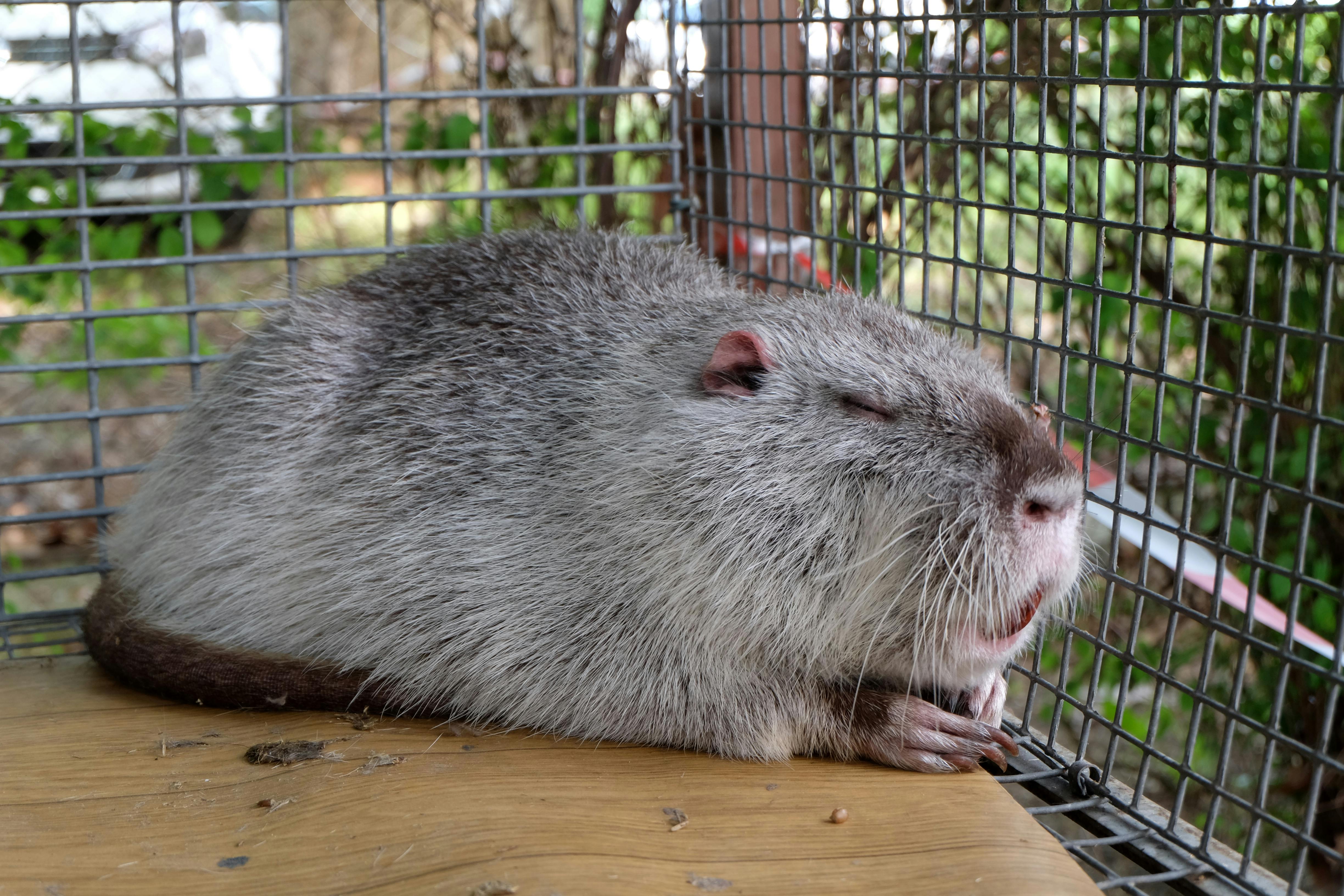 A beaver sleeping in a cage on a wooden table · Free Stock Photo