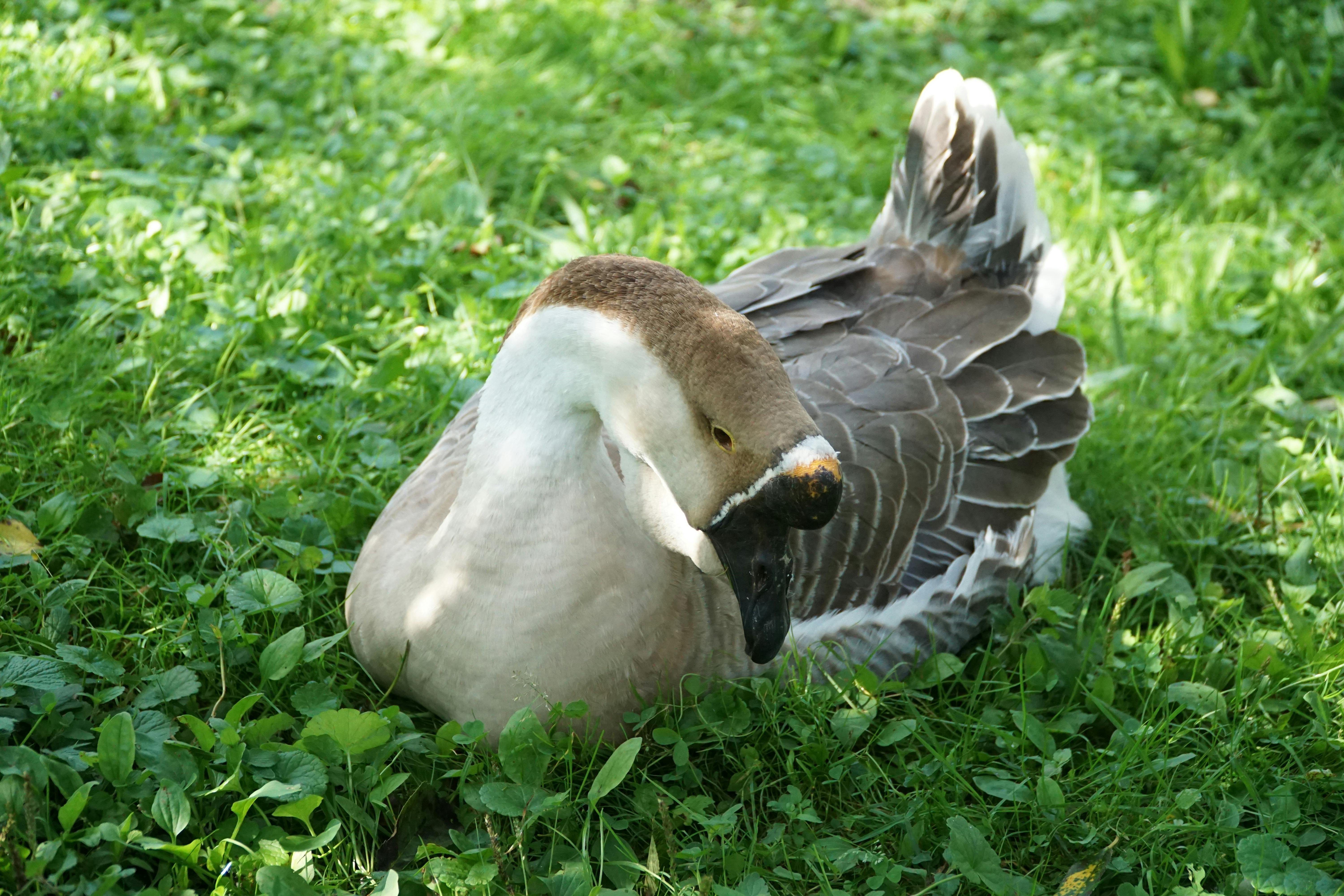 A goose is laying on the grass · Free Stock Photo