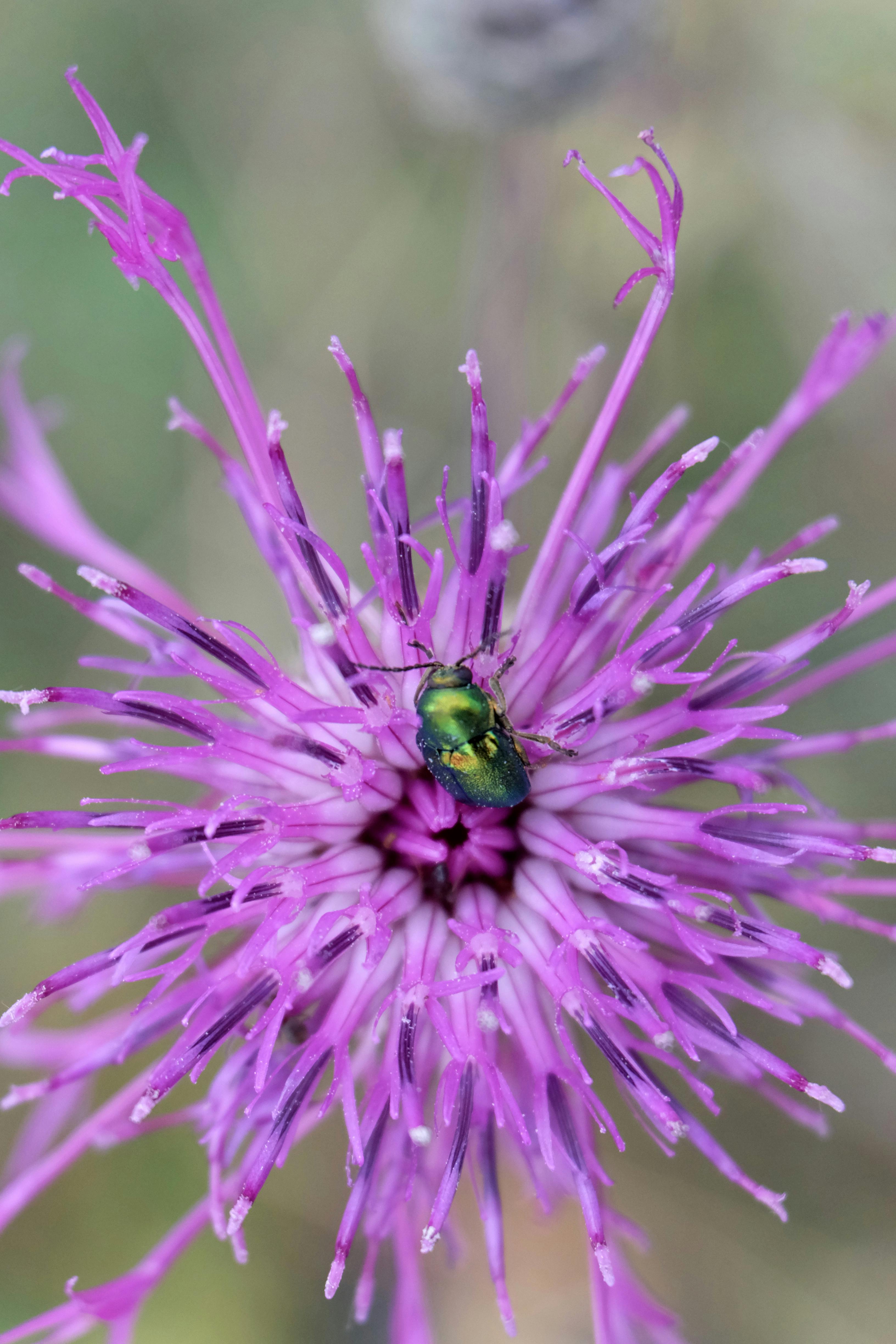 Bloom Cow Photos, Download The BEST Free Bloom Cow Stock Photos & HD Images