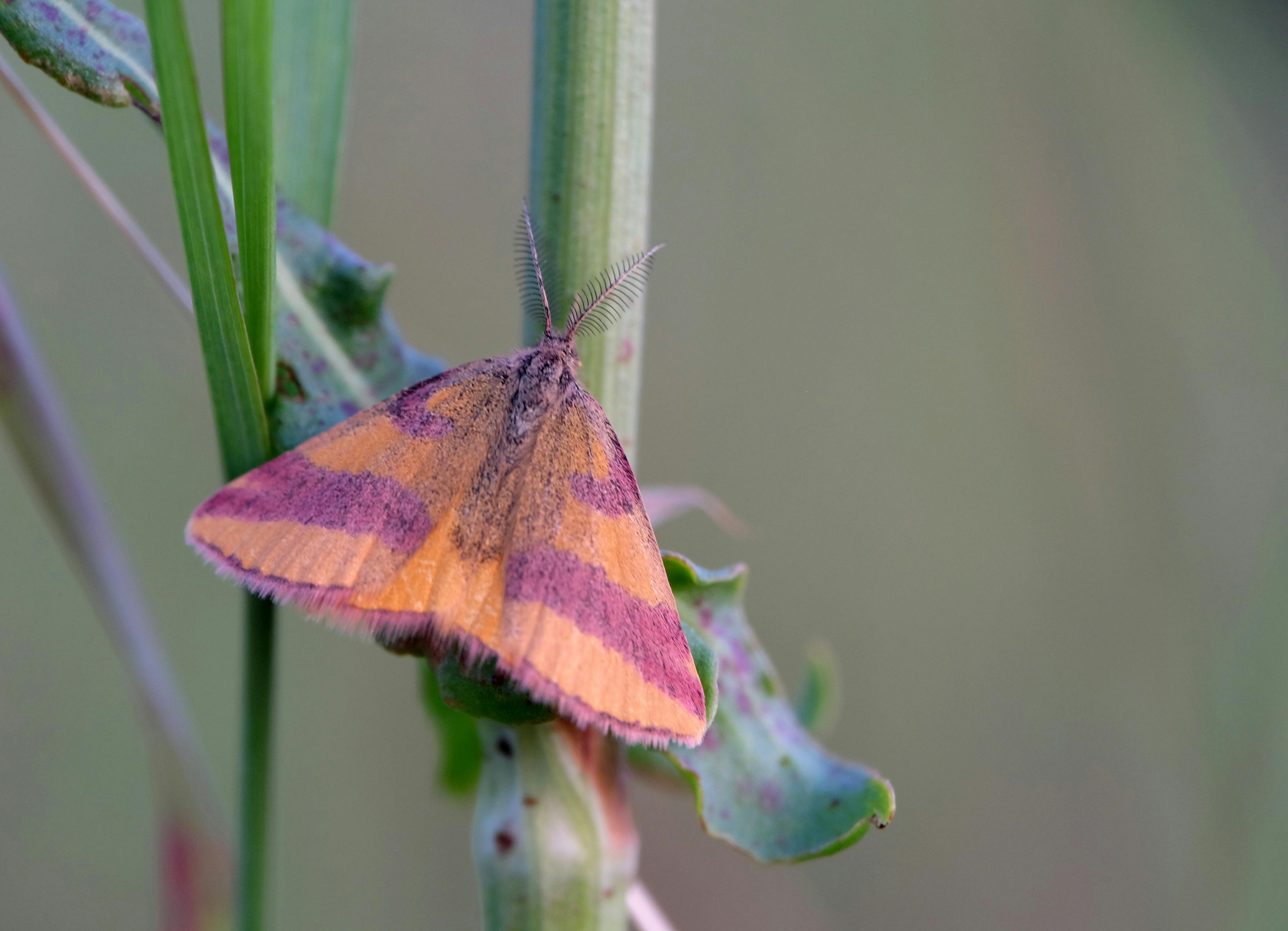A small orange and yellow moth sitting on a stem · Free Stock Photo