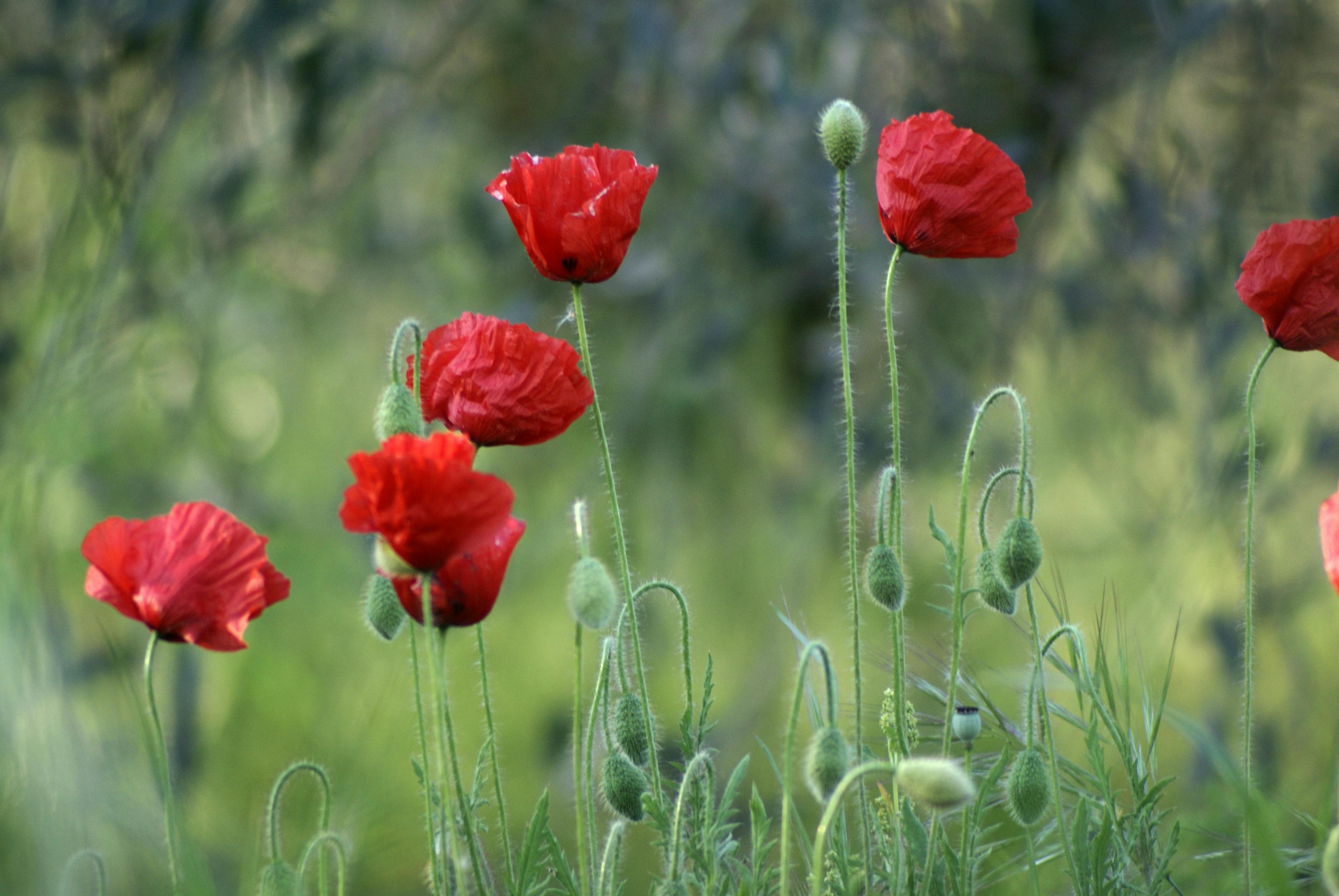 Beautifule Photos, Download The BEST Free Beautifule Stock Photos & HD ...