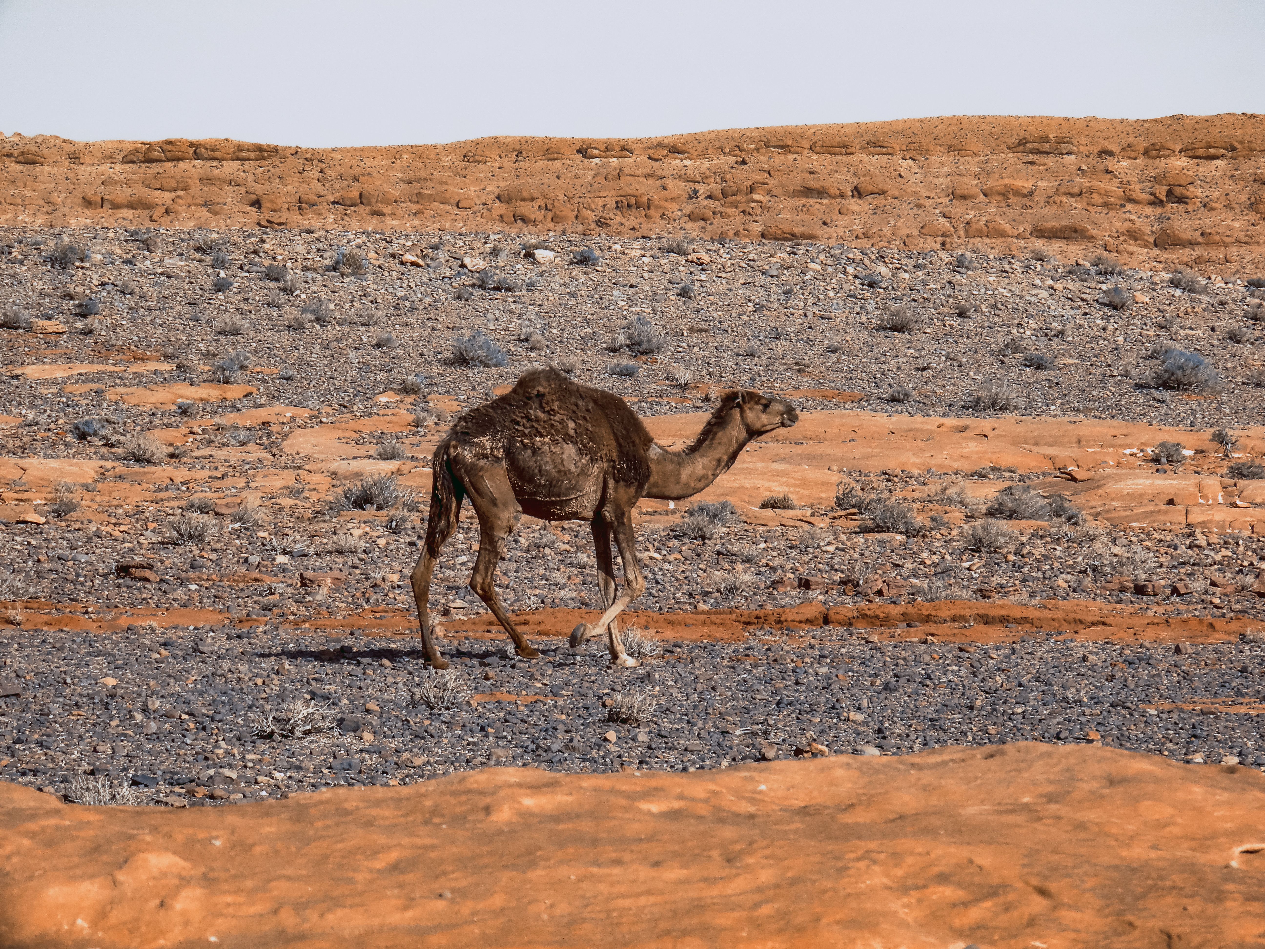 Camel in Nature · Free Stock Photo