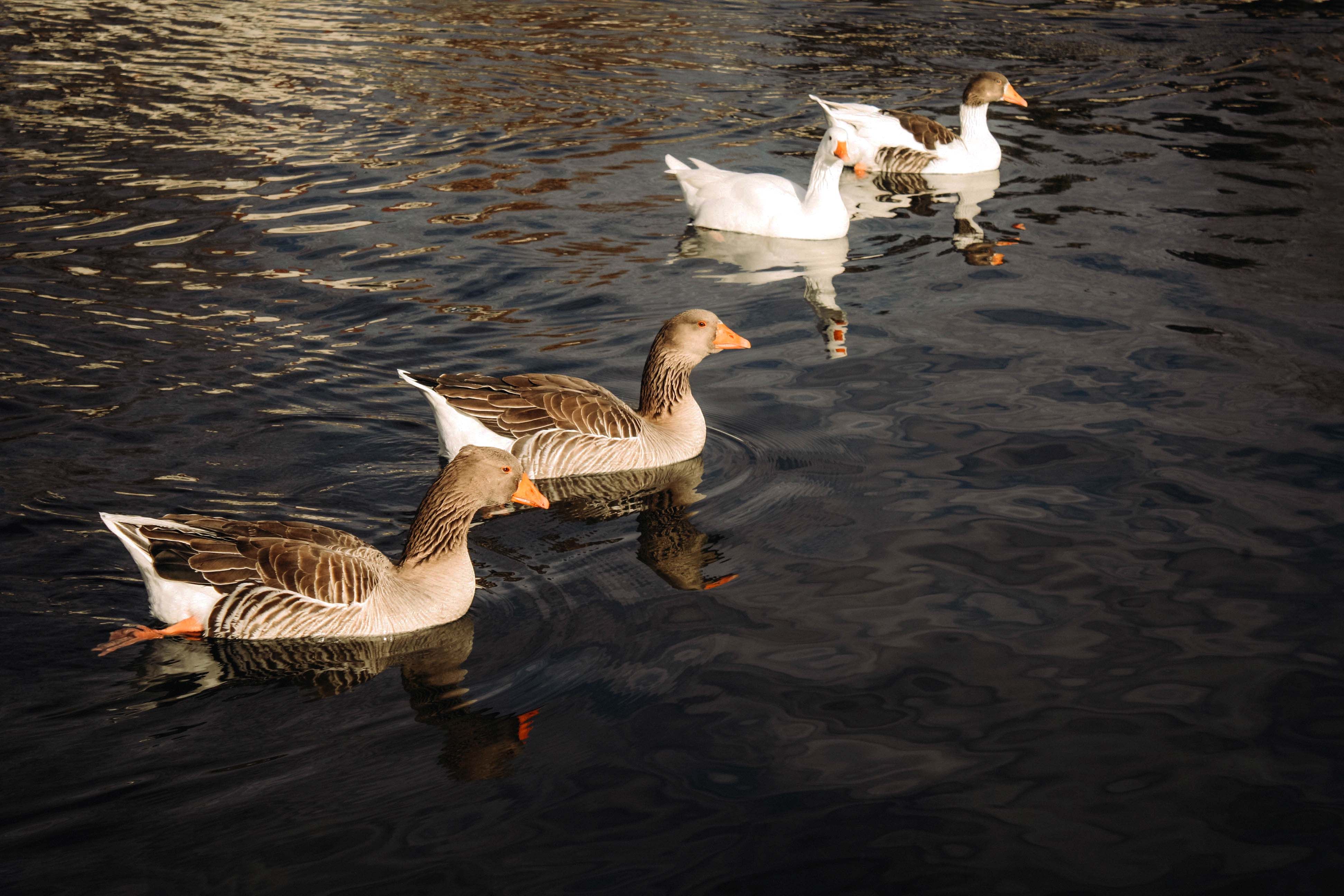 Swan Feeding Photos, Download The BEST Free Swan Feeding Stock Photos ...