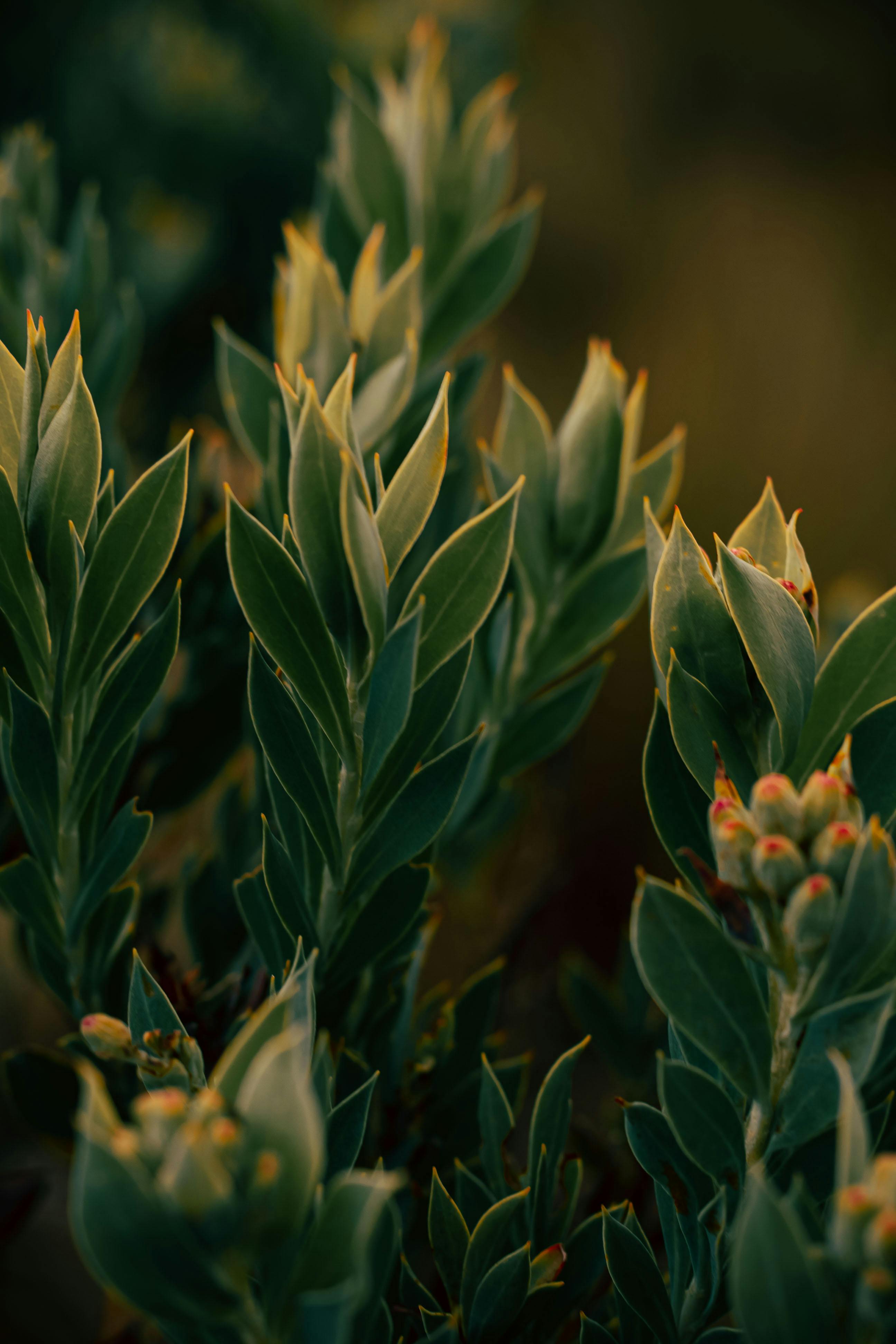 Buds on Tropical Plant · Free Stock Photo