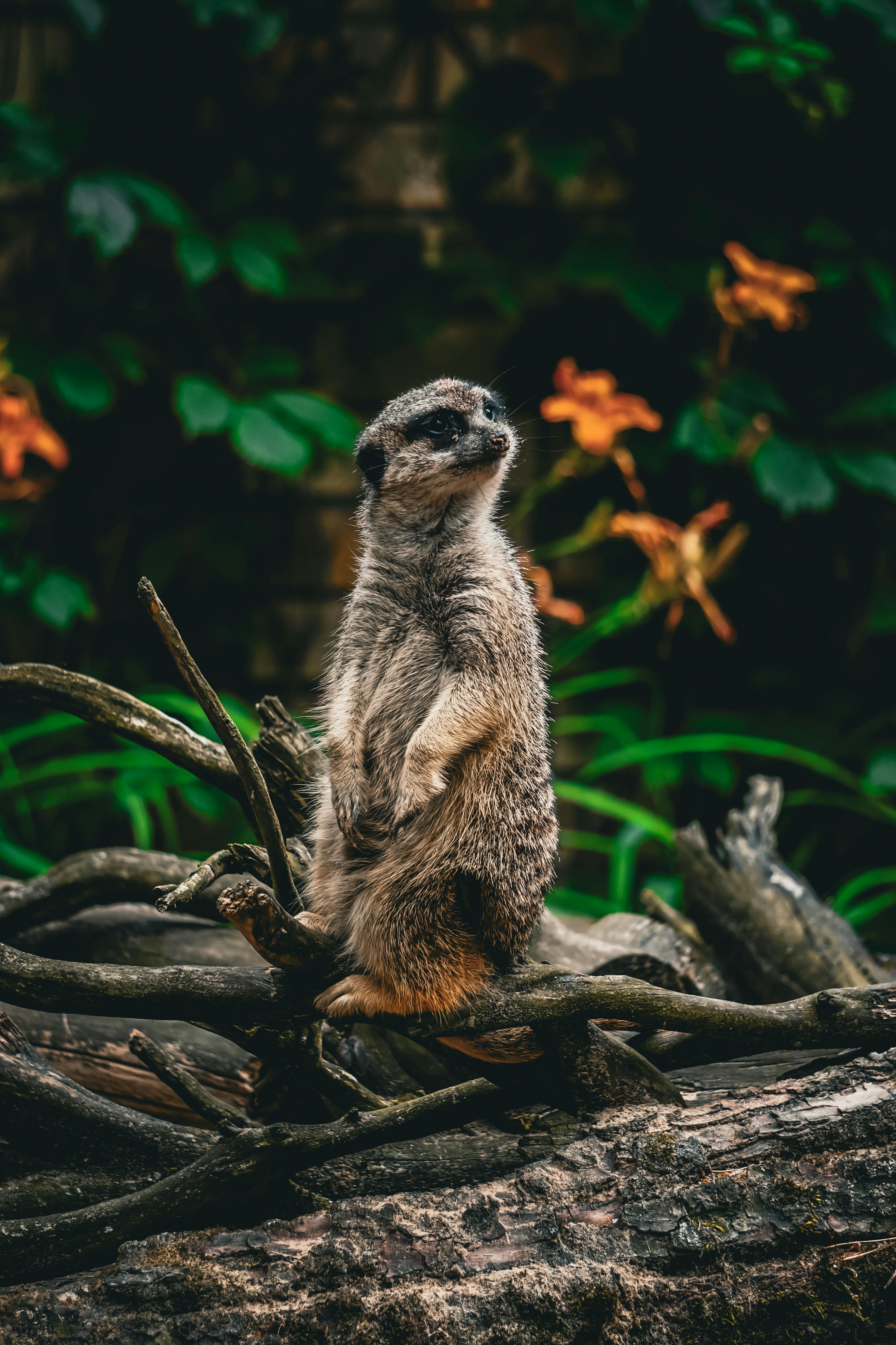 Photo gratuite de animal, exotique, faune, forêt, jungle, safari ...