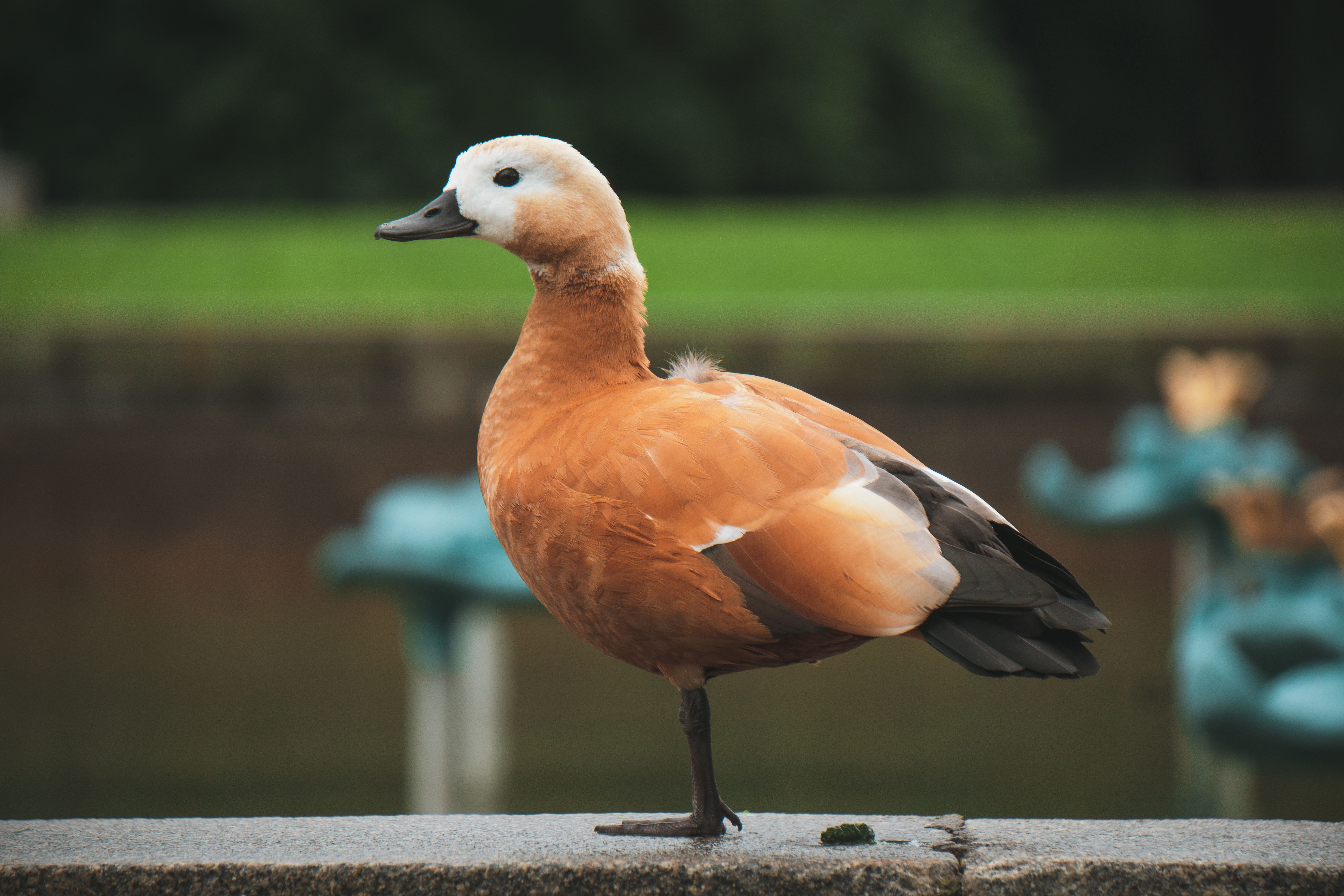Ruddy Shelduck by Pond in Park · Free Stock Photo