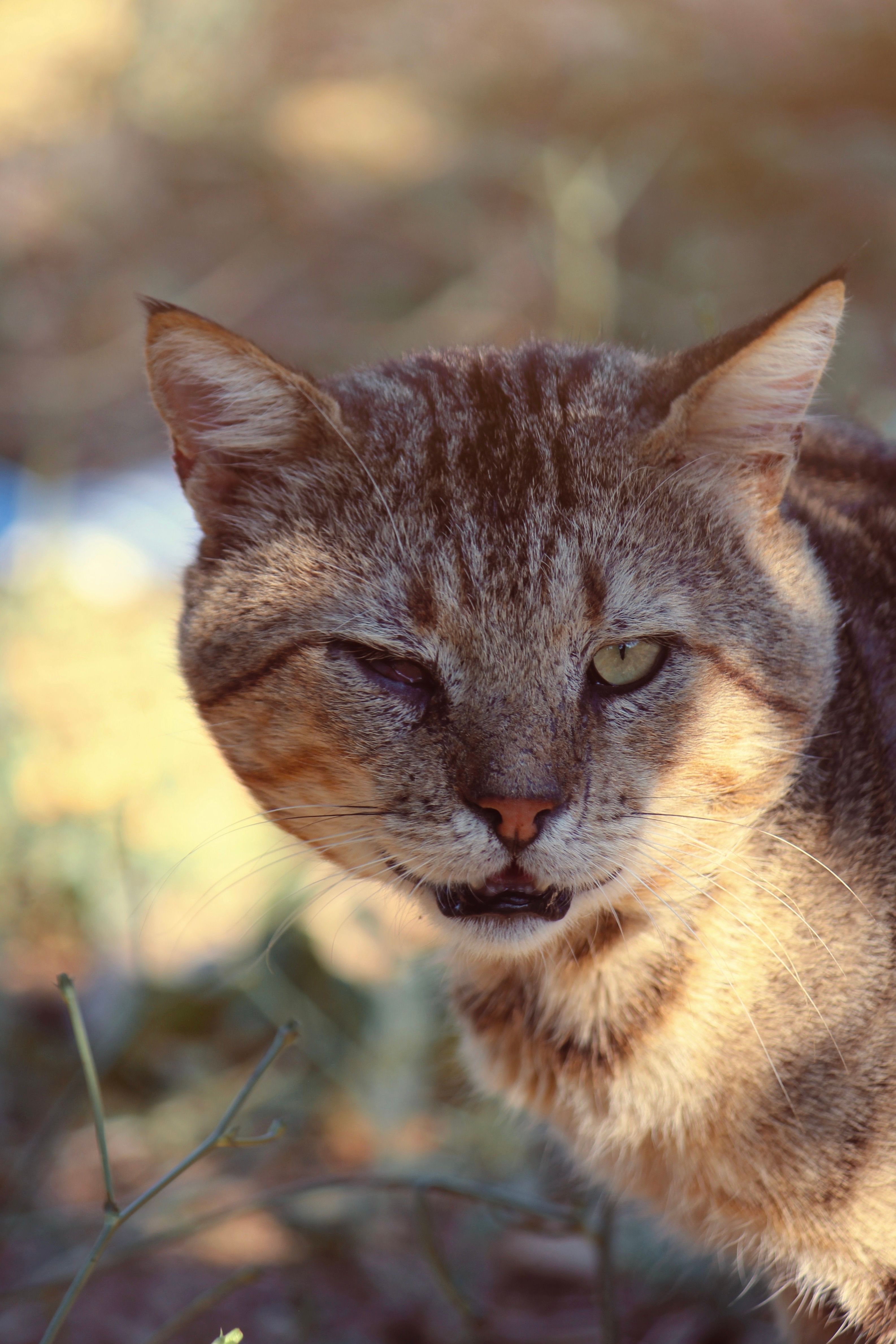 Orange Tabby Cat Lying on Chair · Free Stock Photo