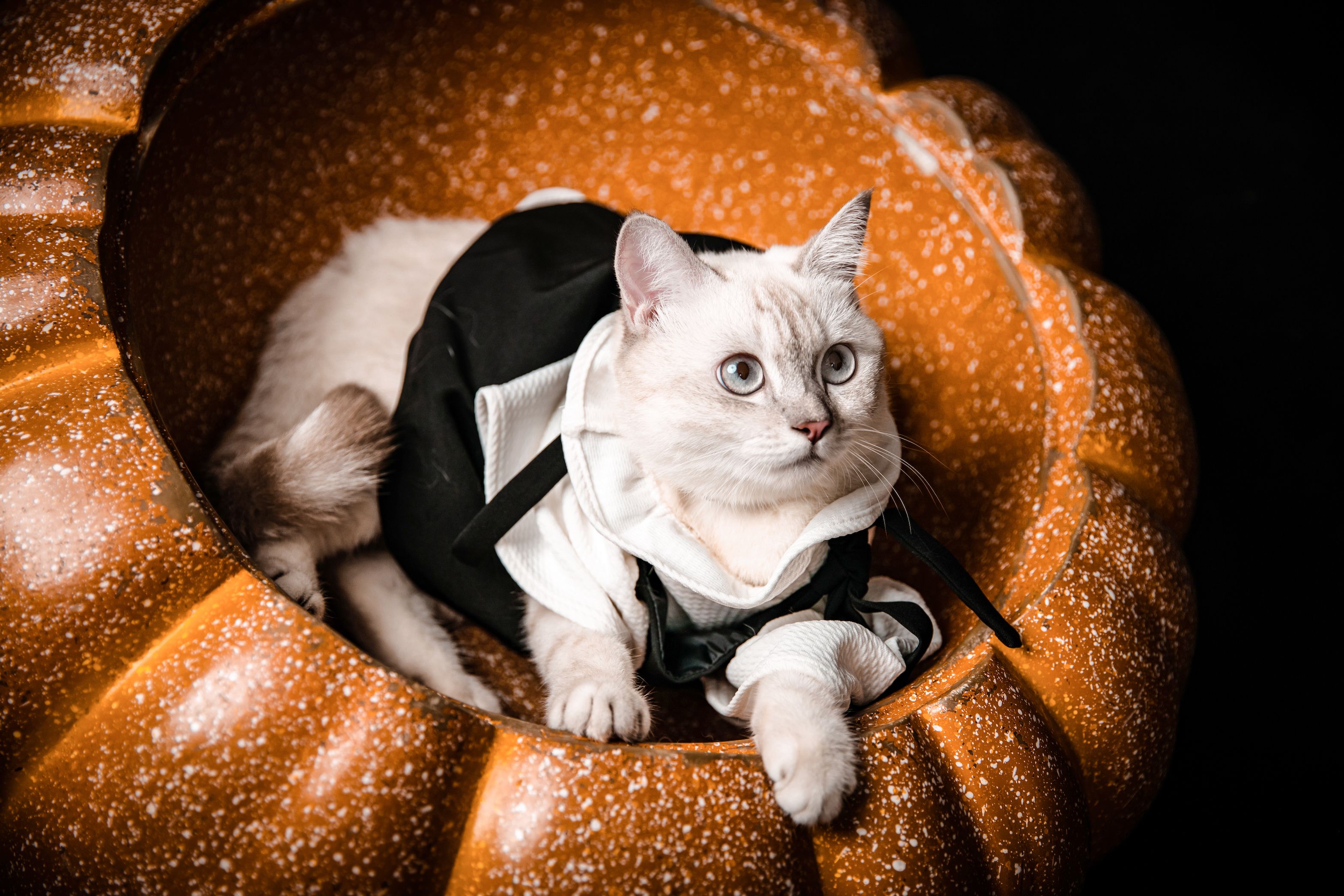 Cat Pc Wallpaper Photos, Download The BEST Free Cat Pc Wallpaper Stock ...