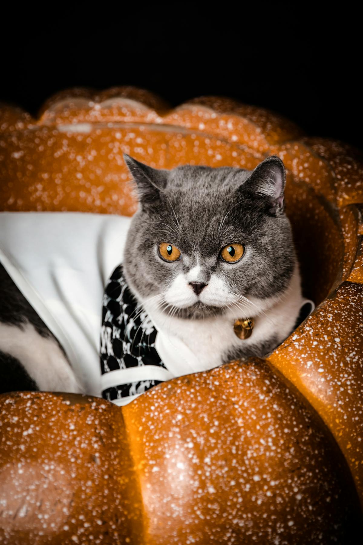 Cat In Pumpkin Photos, Download The BEST Free Cat In Pumpkin Stock ...