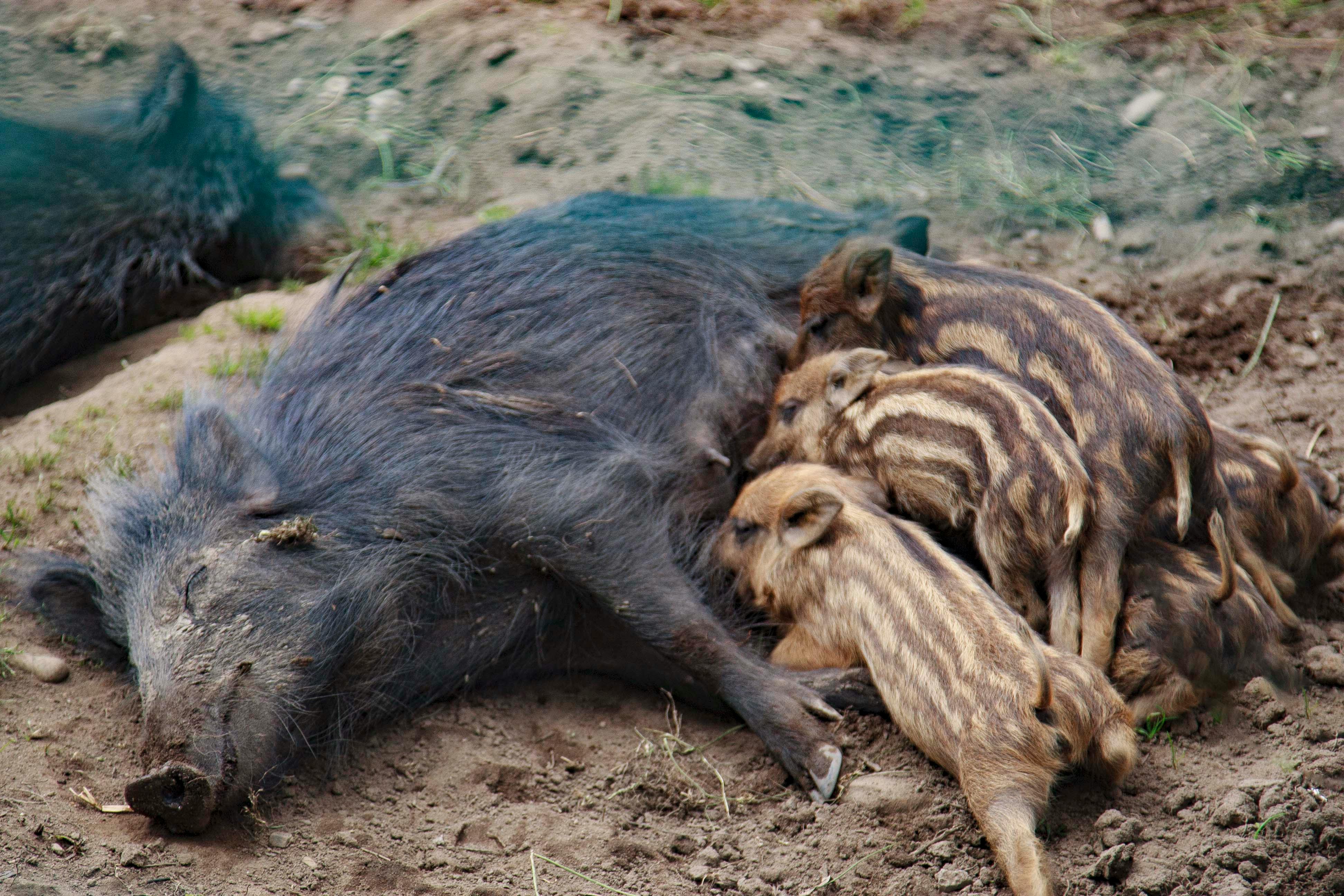 Pig Feeding Piglets · Free Stock Photo