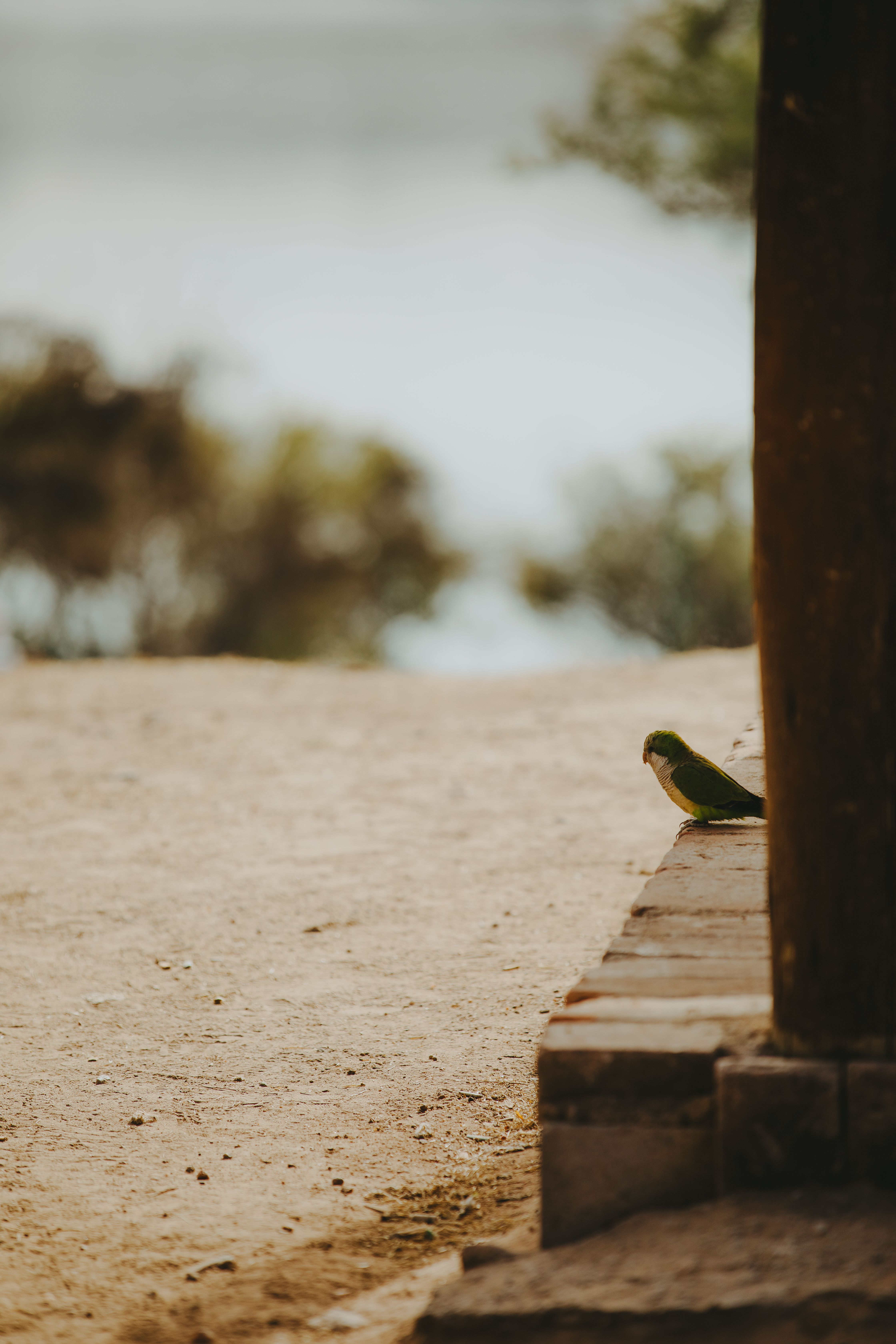 Green Parrot on a Beach · Free Stock Photo