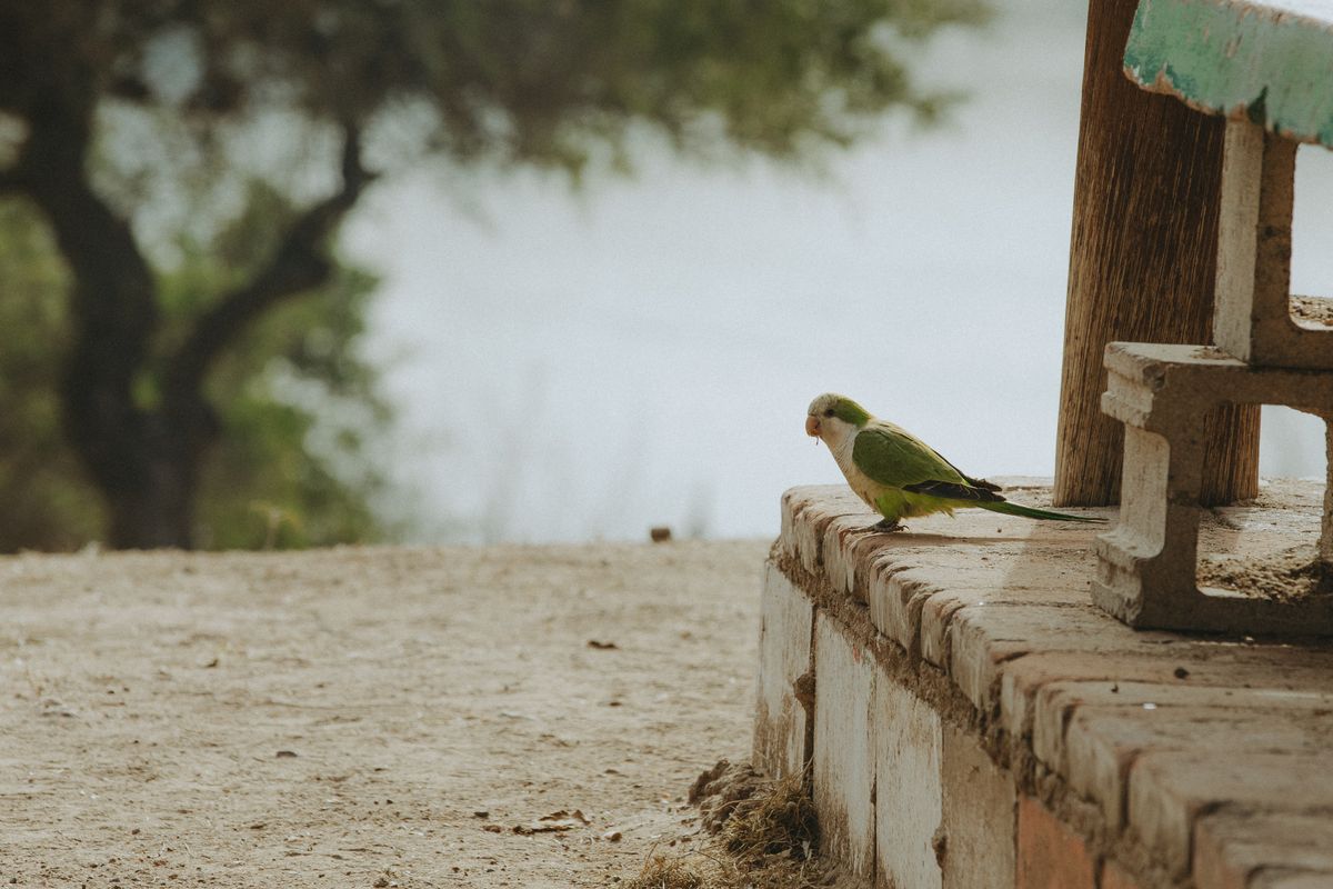 Parrot Hd Images Photos, Download The BEST Free Parrot Hd Images Stock ...