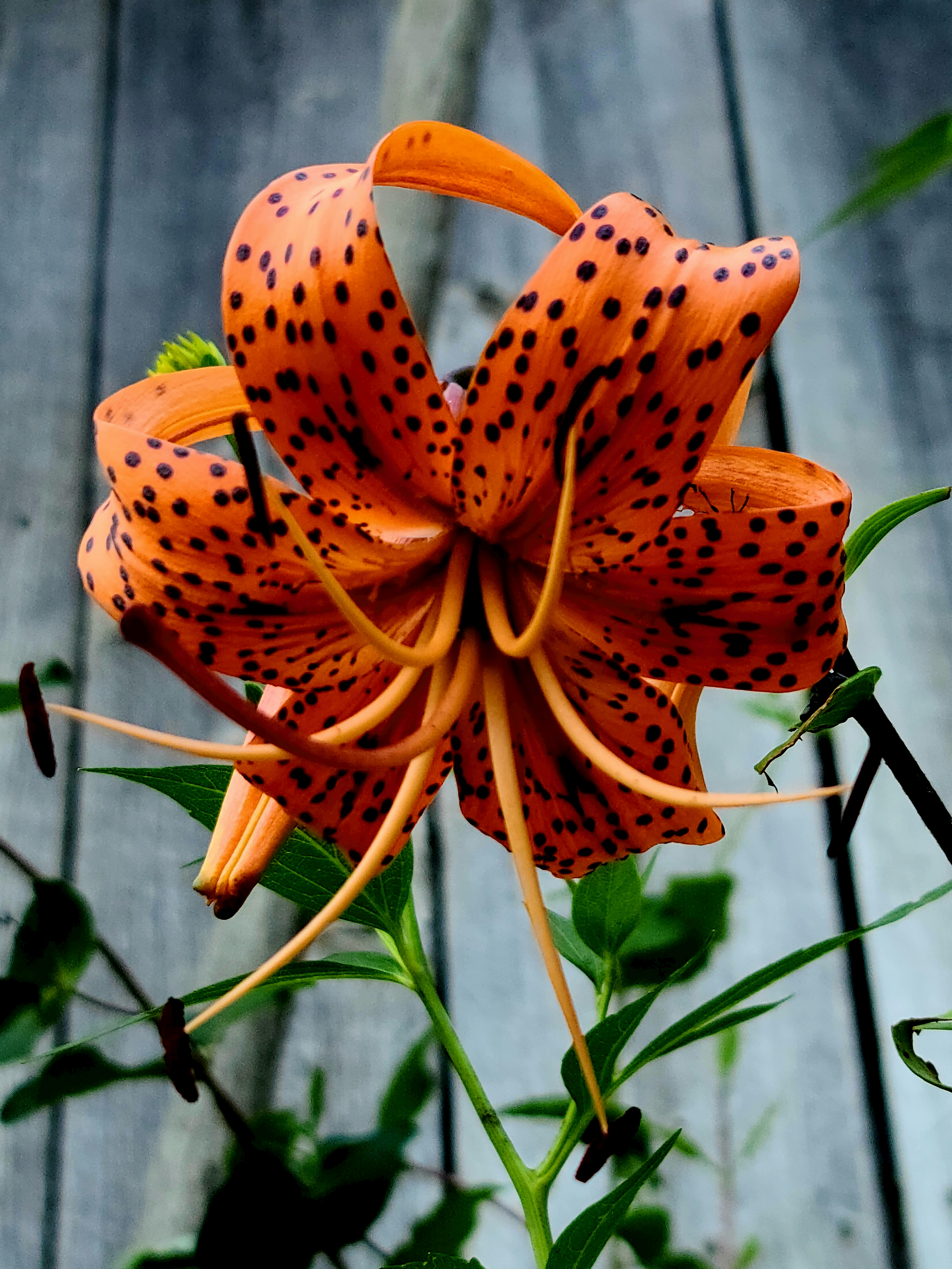 Bud Jenkins - 写真