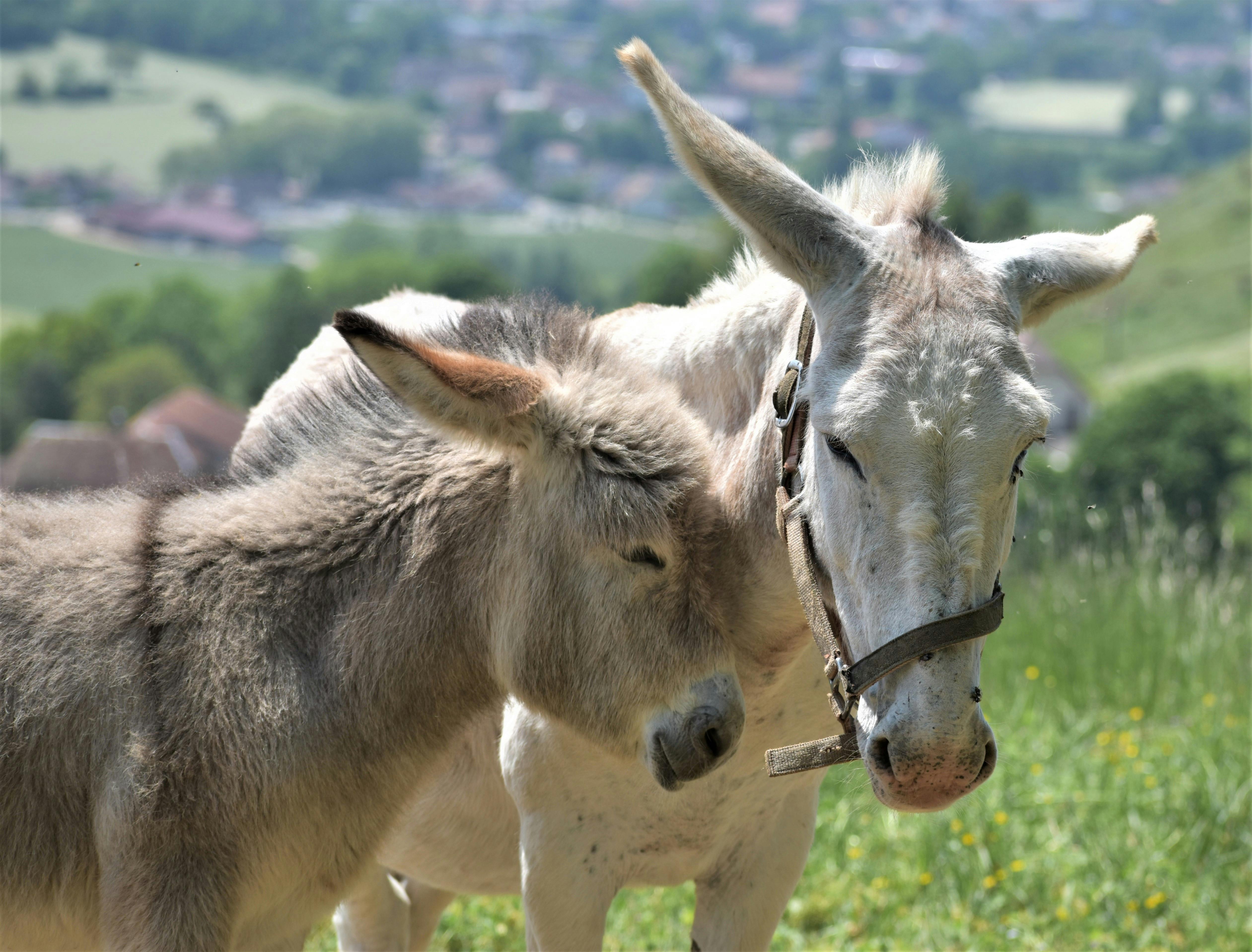 Donkey Wallpaper Photos, Download The BEST Free Donkey Wallpaper Stock ...