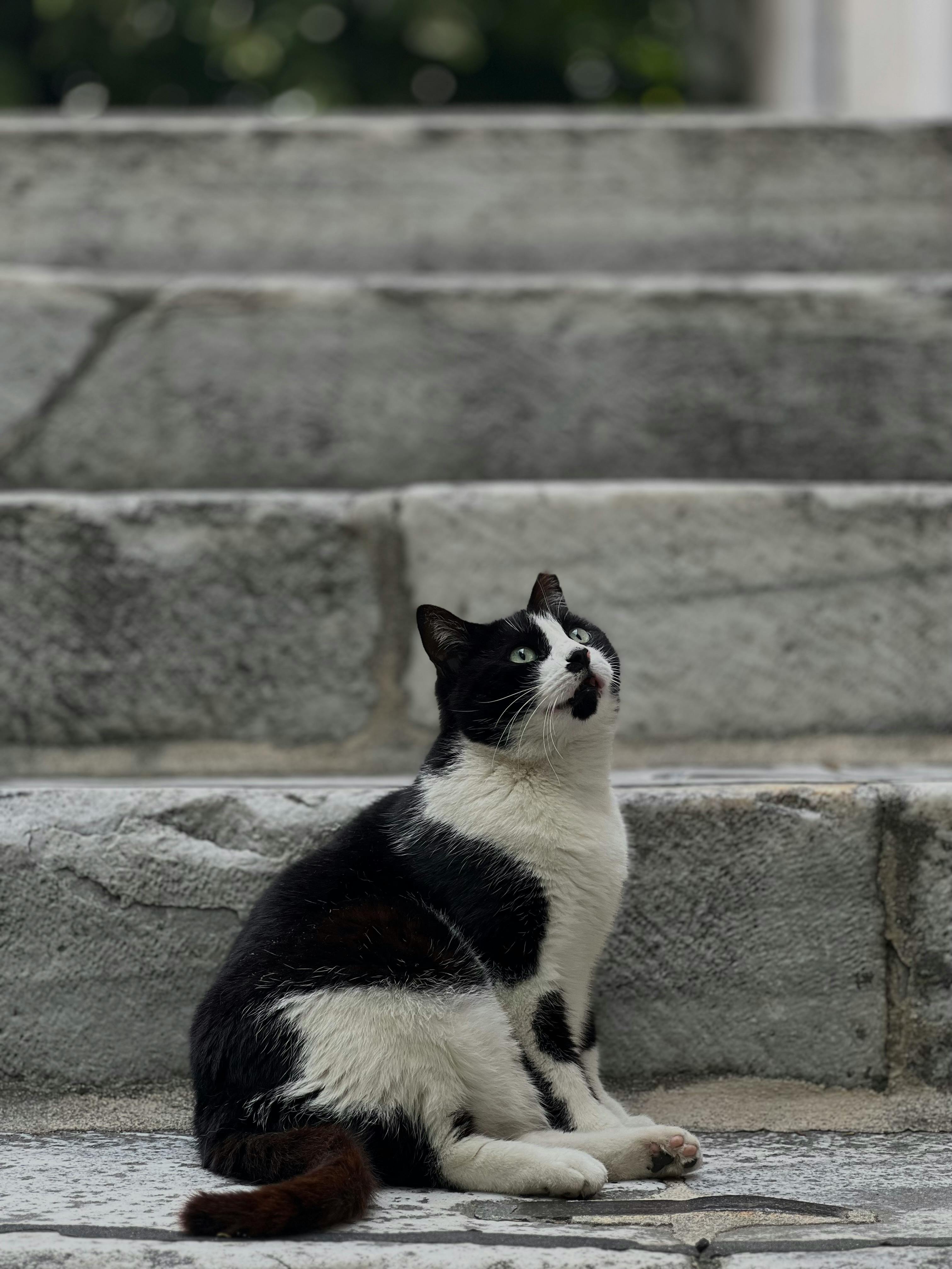 Timeline & Next Steps Animation Photos, Download The BEST Free Timeline ...