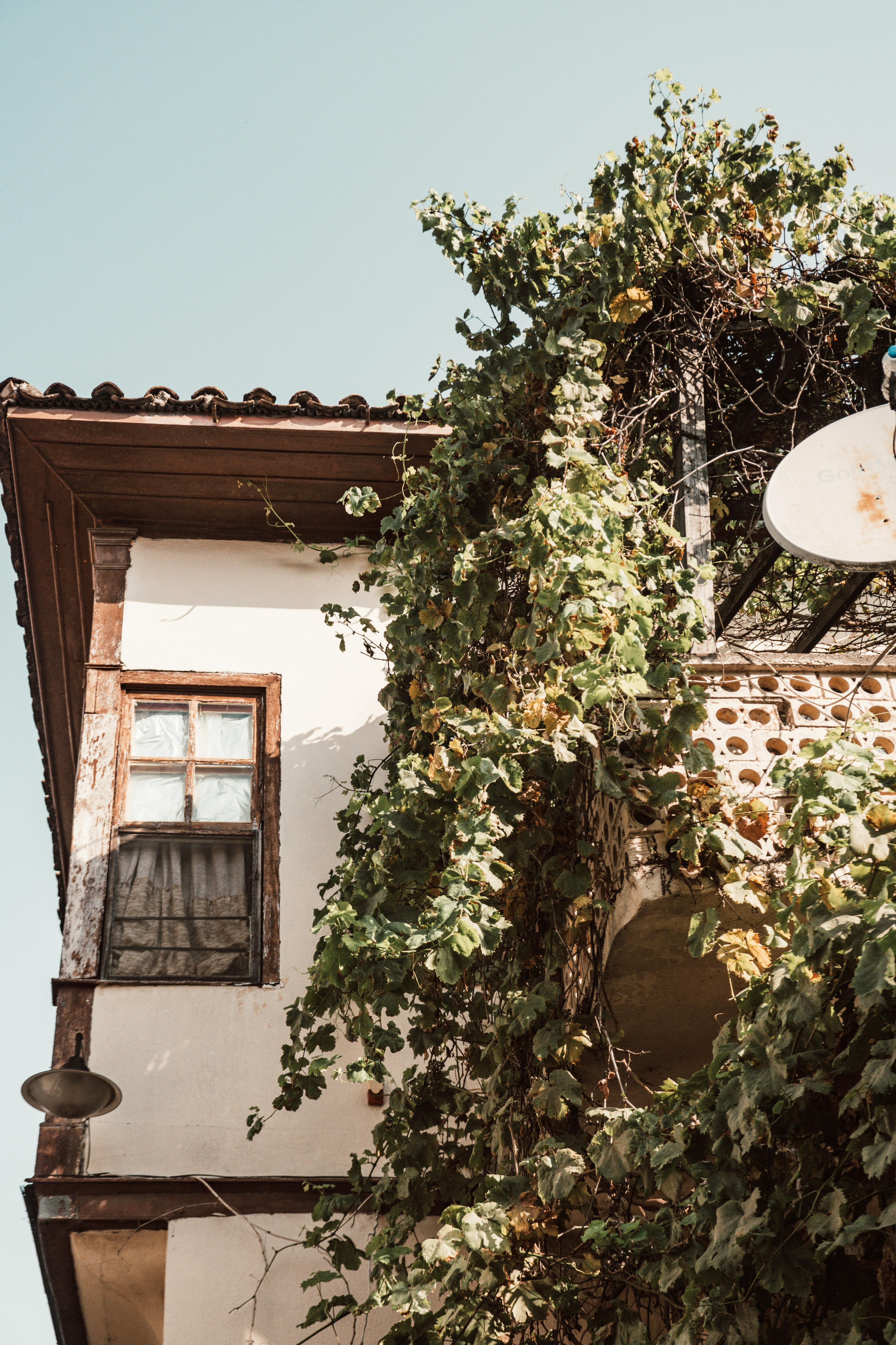 Clinging Plant on Balcony of House · Free Stock Photo
