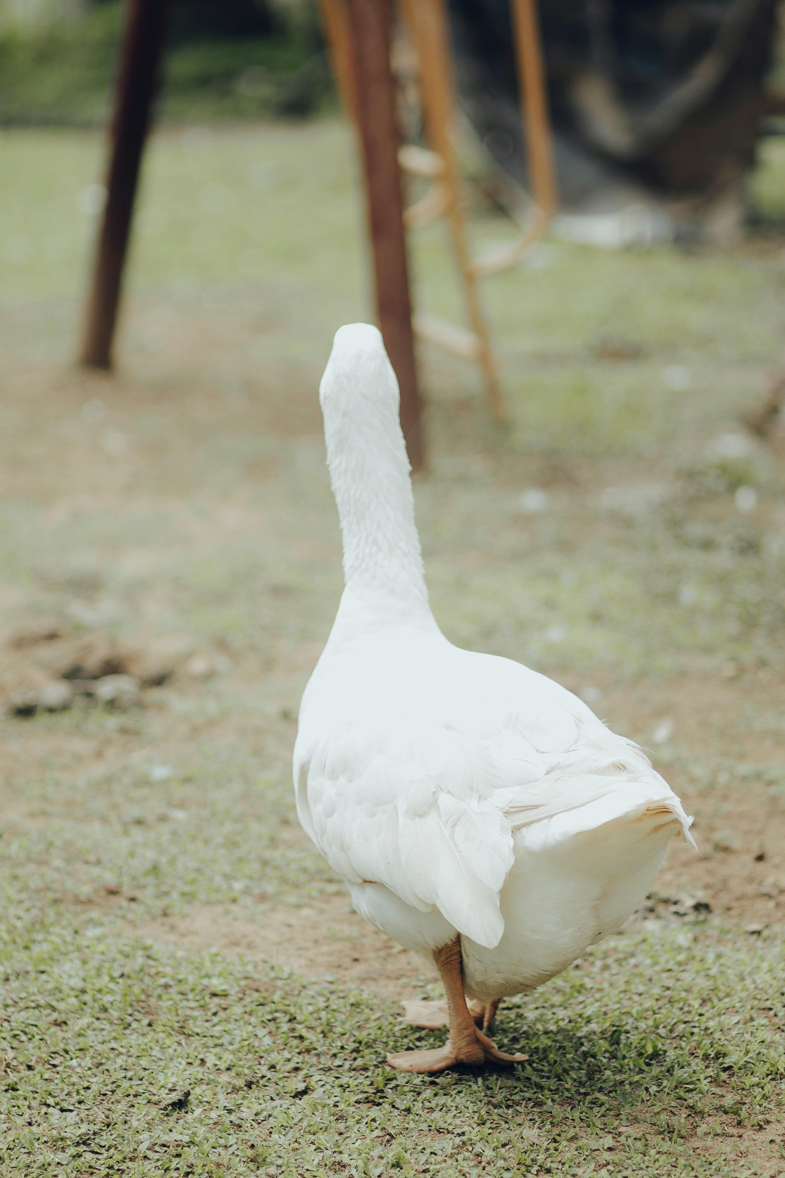 White Duck on Farm · Free Stock Photo