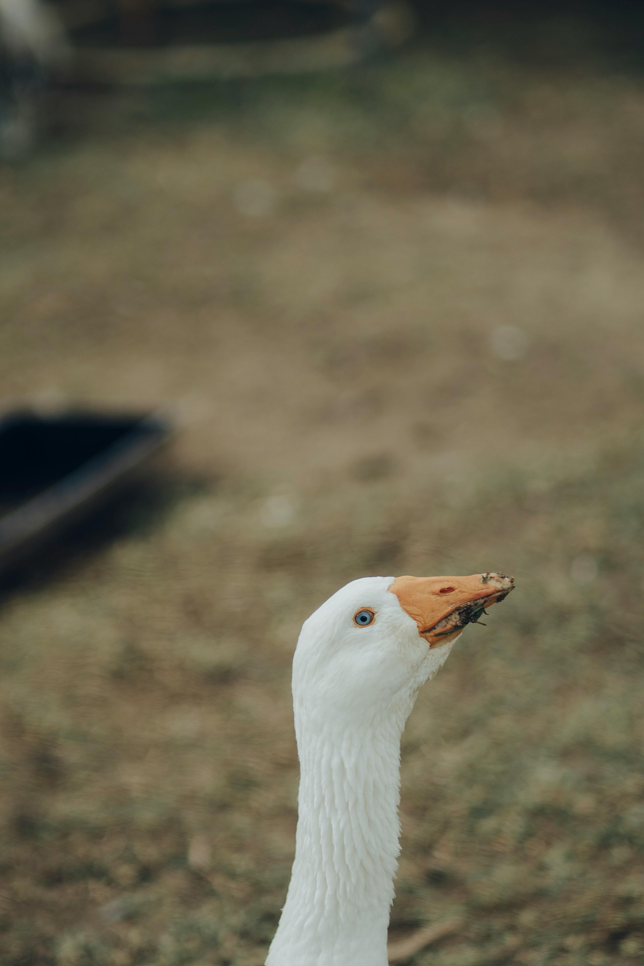 Goose Bumps Photos, Download The BEST Free Goose Bumps Stock Photos ...