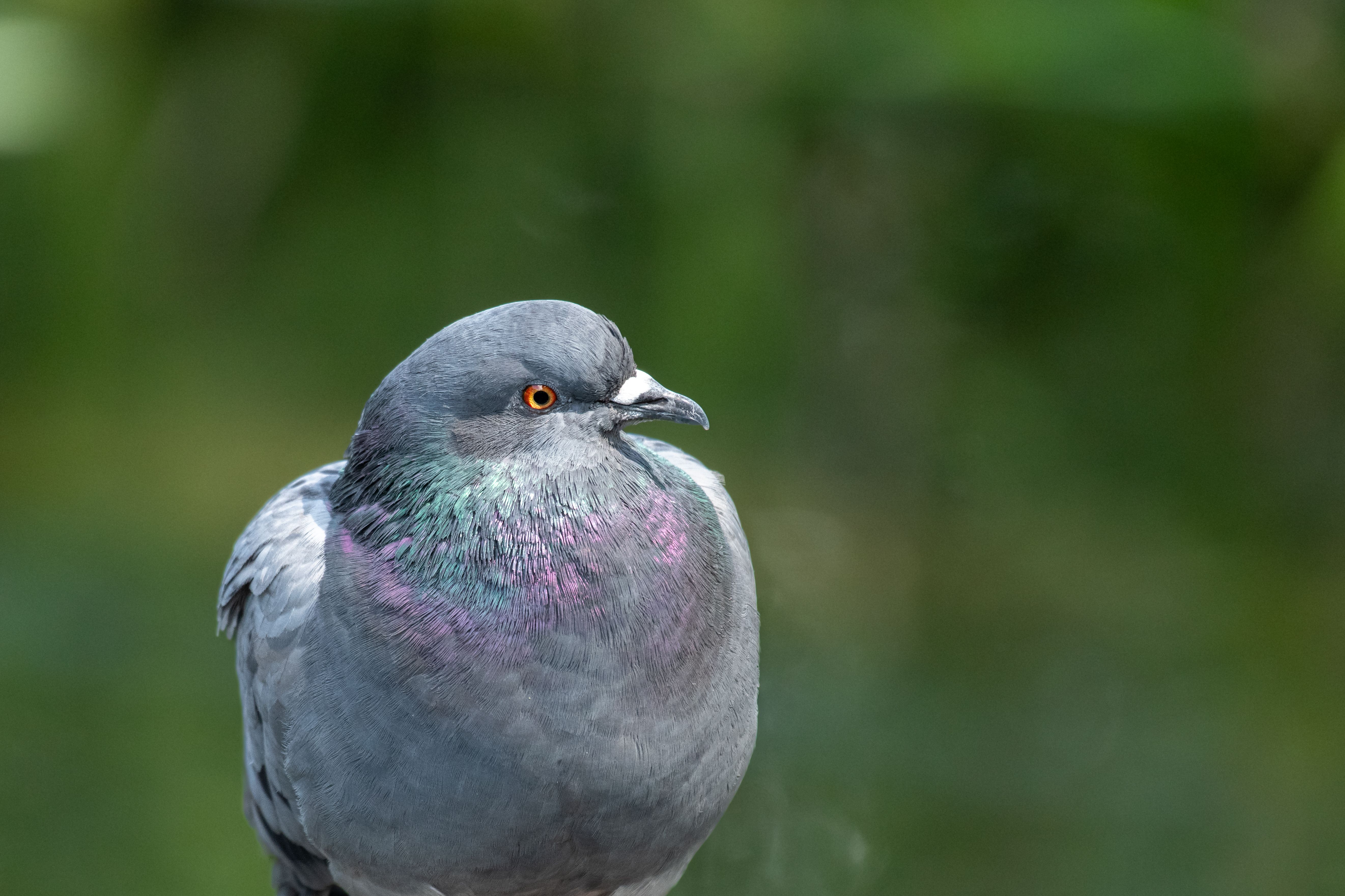 Wild Pigeon in Close-up View · Free Stock Photo