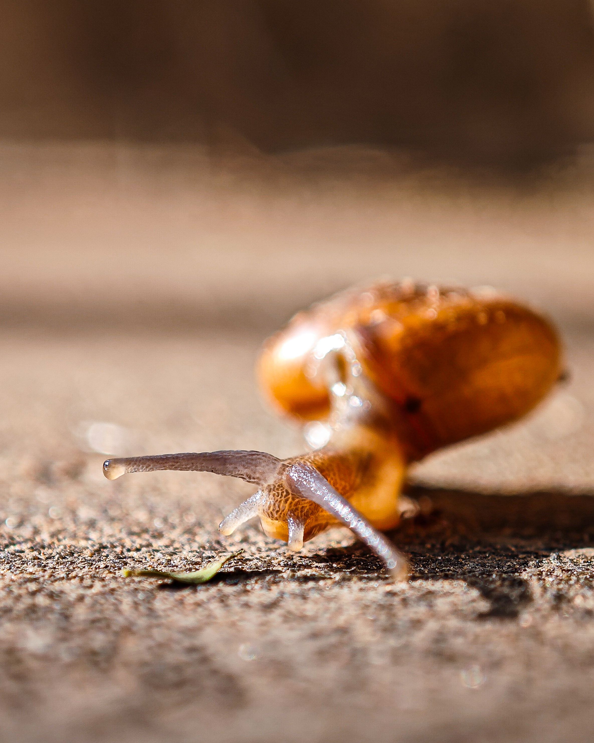 Little Snail with Antennas · Free Stock Photo