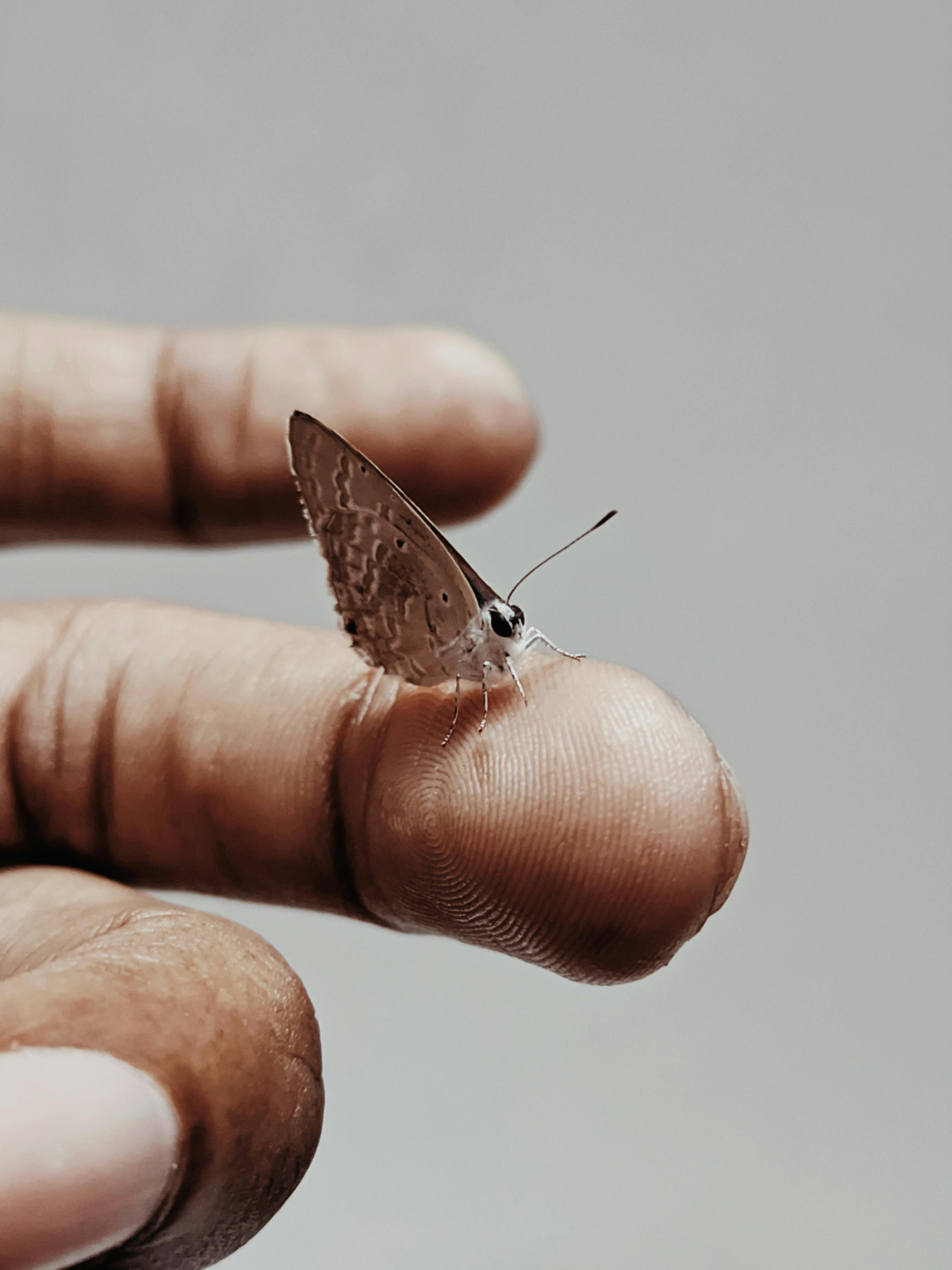 Butterfly on Finger · Free Stock Photo