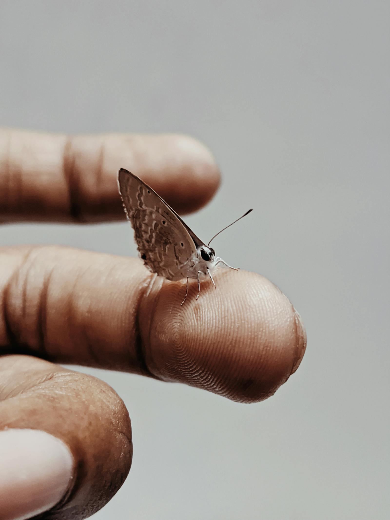 Butterfly Landing On Finger Photos, Download The BEST Free Butterfly ...