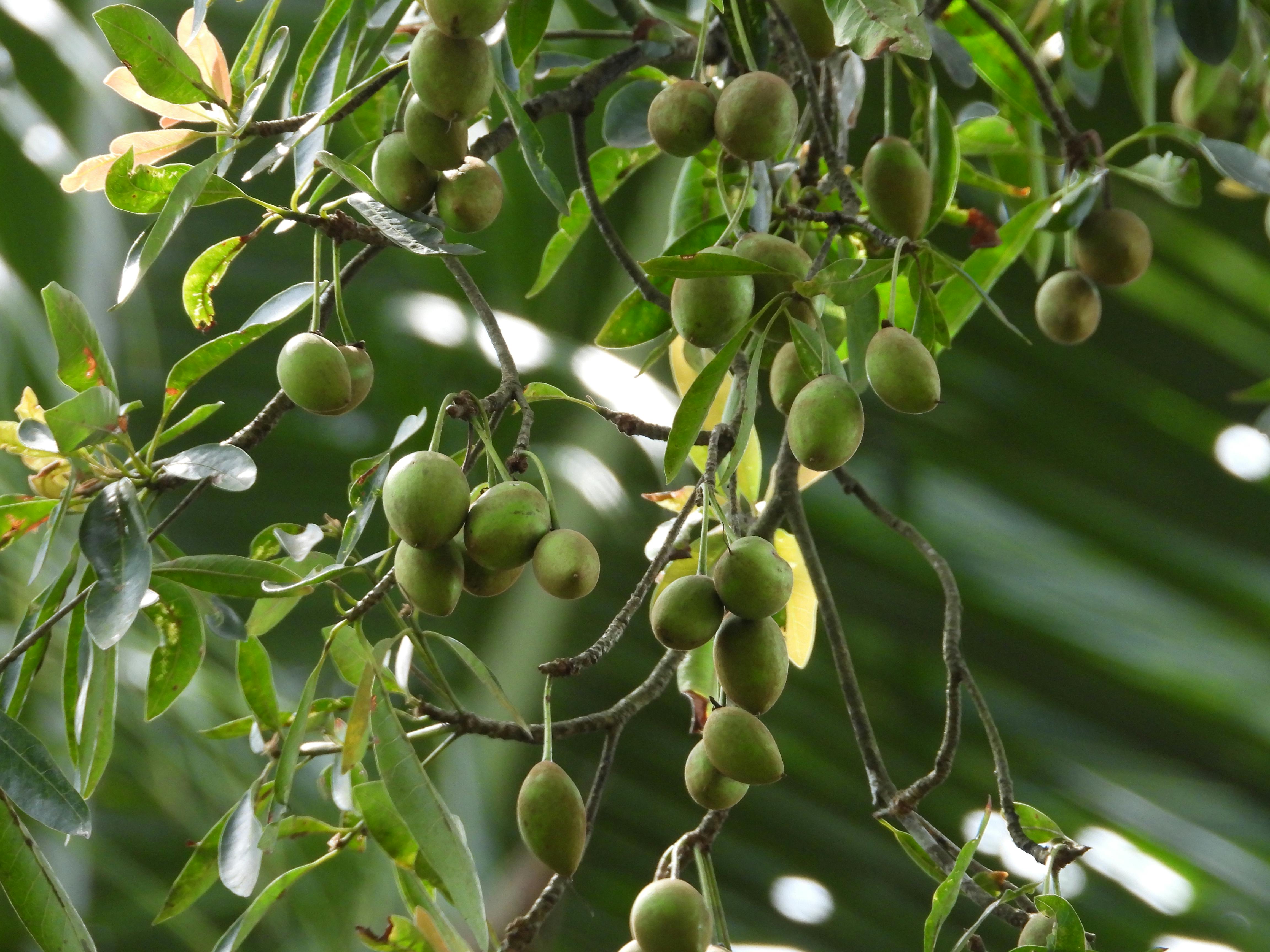 Green Fruits on Tamanu Tree · Free Stock Photo