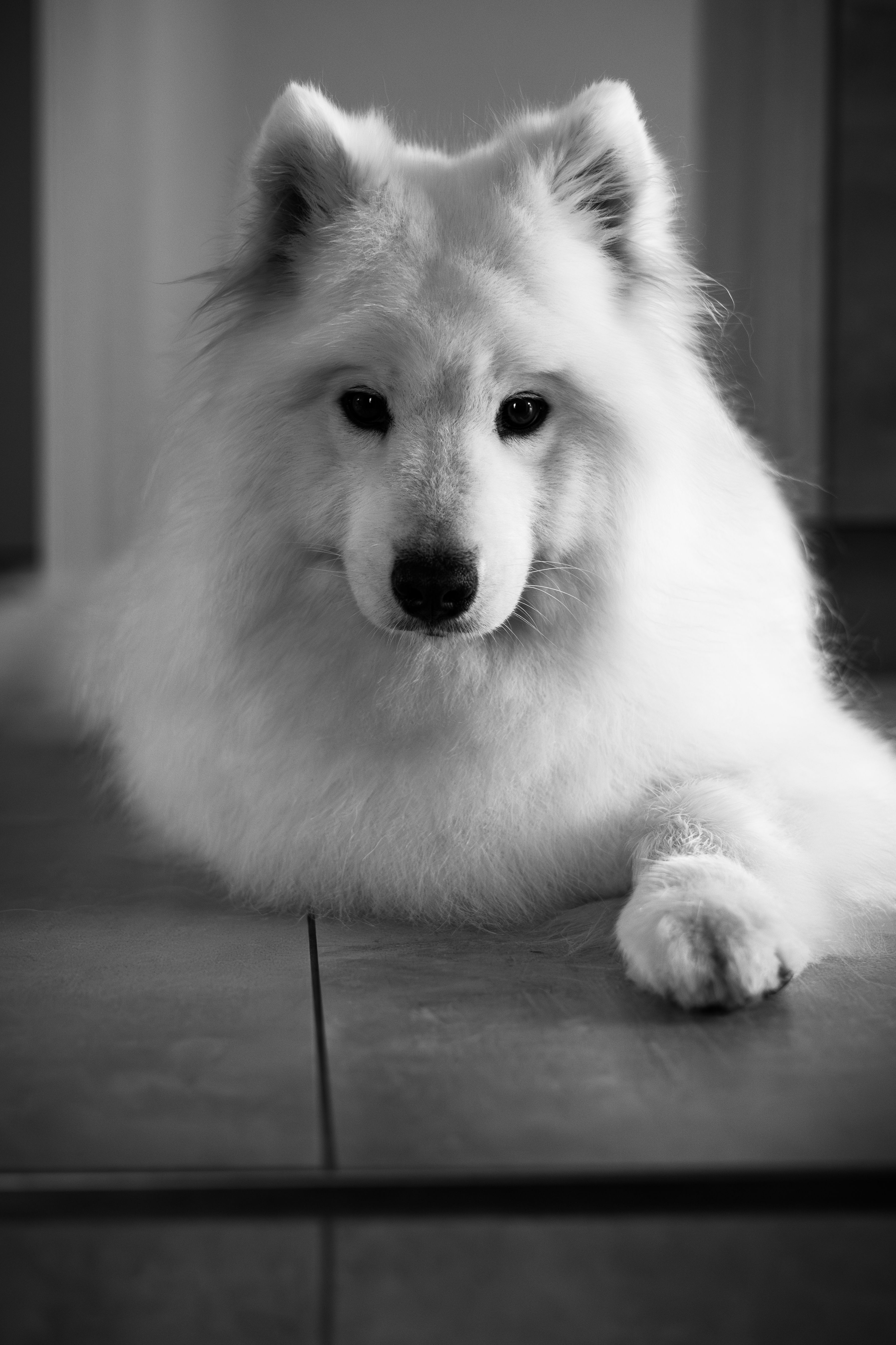 Portrait of a White Dog · Free Stock Photo