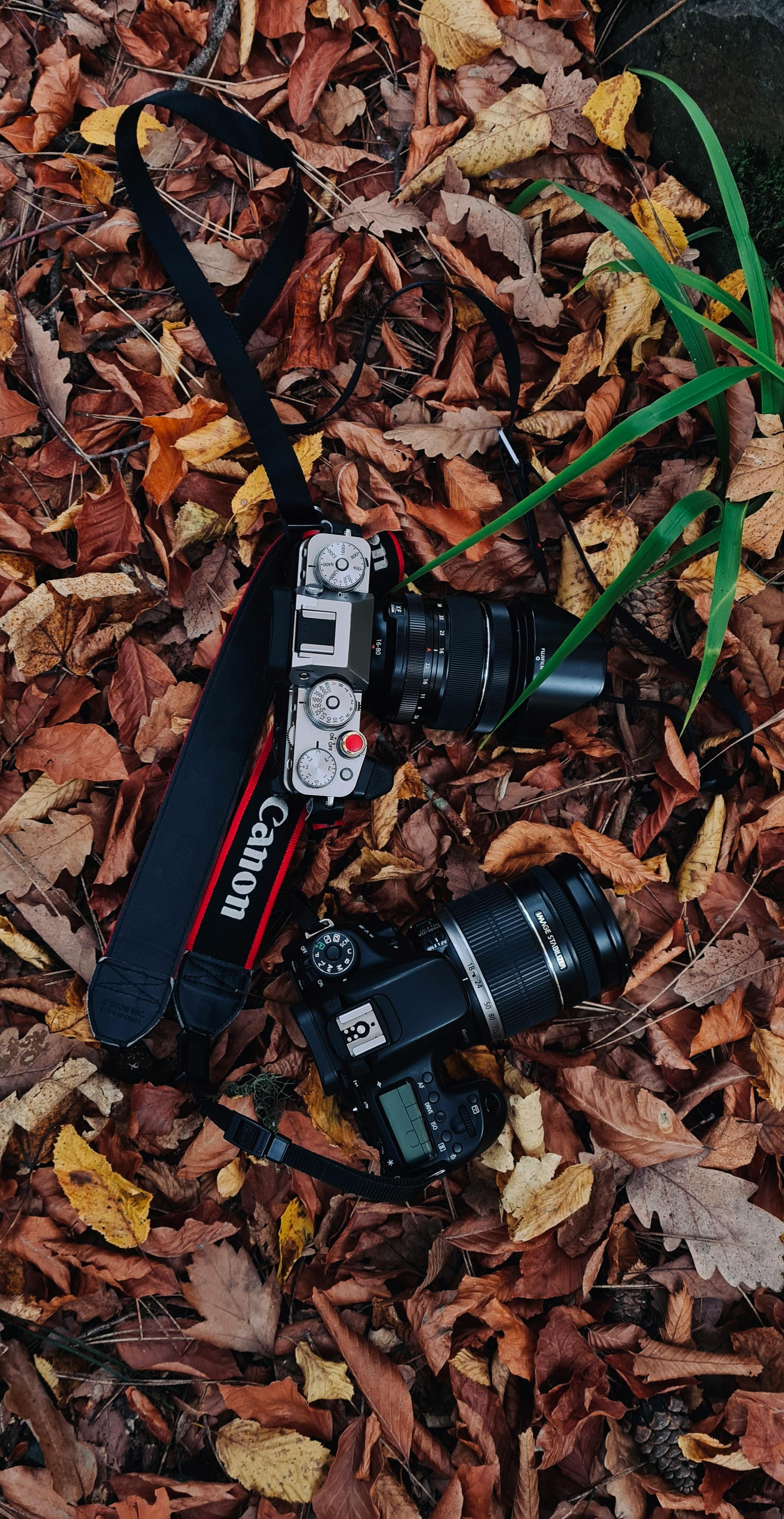 Fallen Aasimar Photos, Download The BEST Free Fallen Aasimar Stock ...