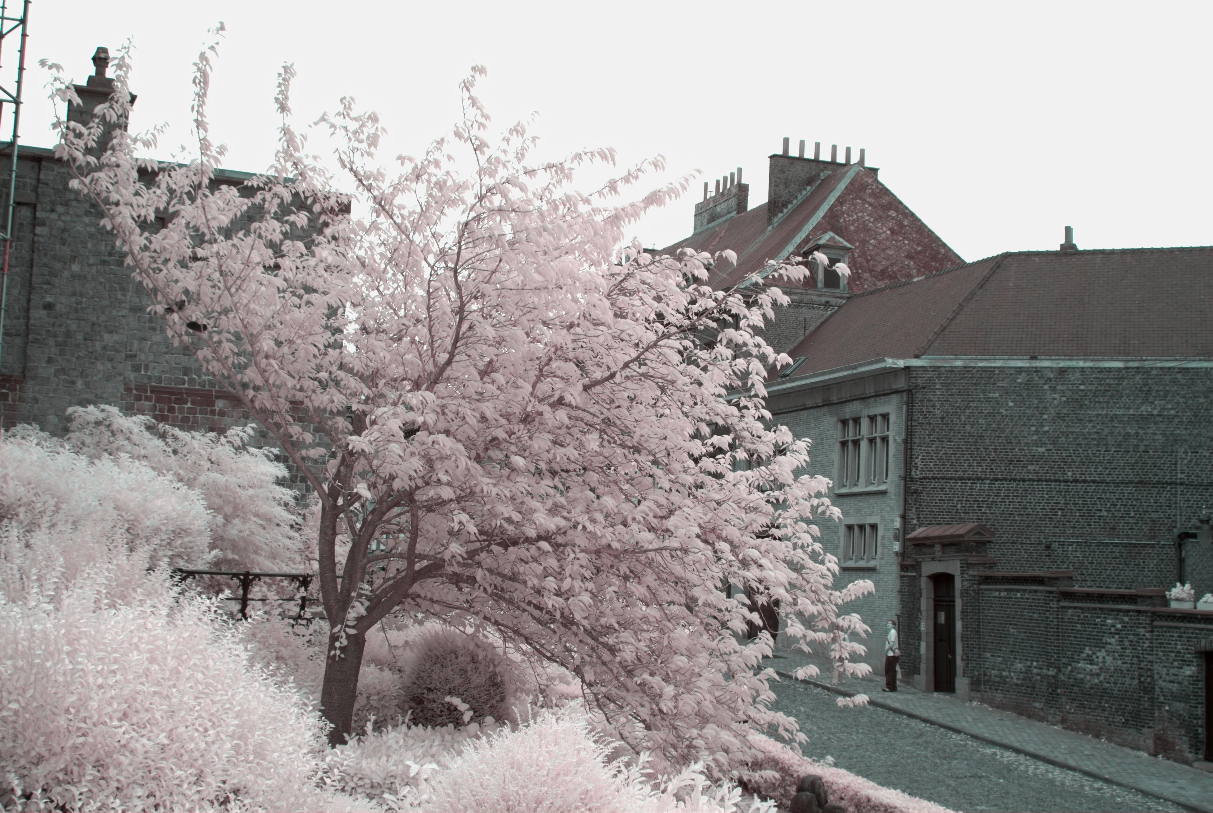 Mon Tree Photos, Download The BEST Free Mon Tree Stock Photos & HD Images