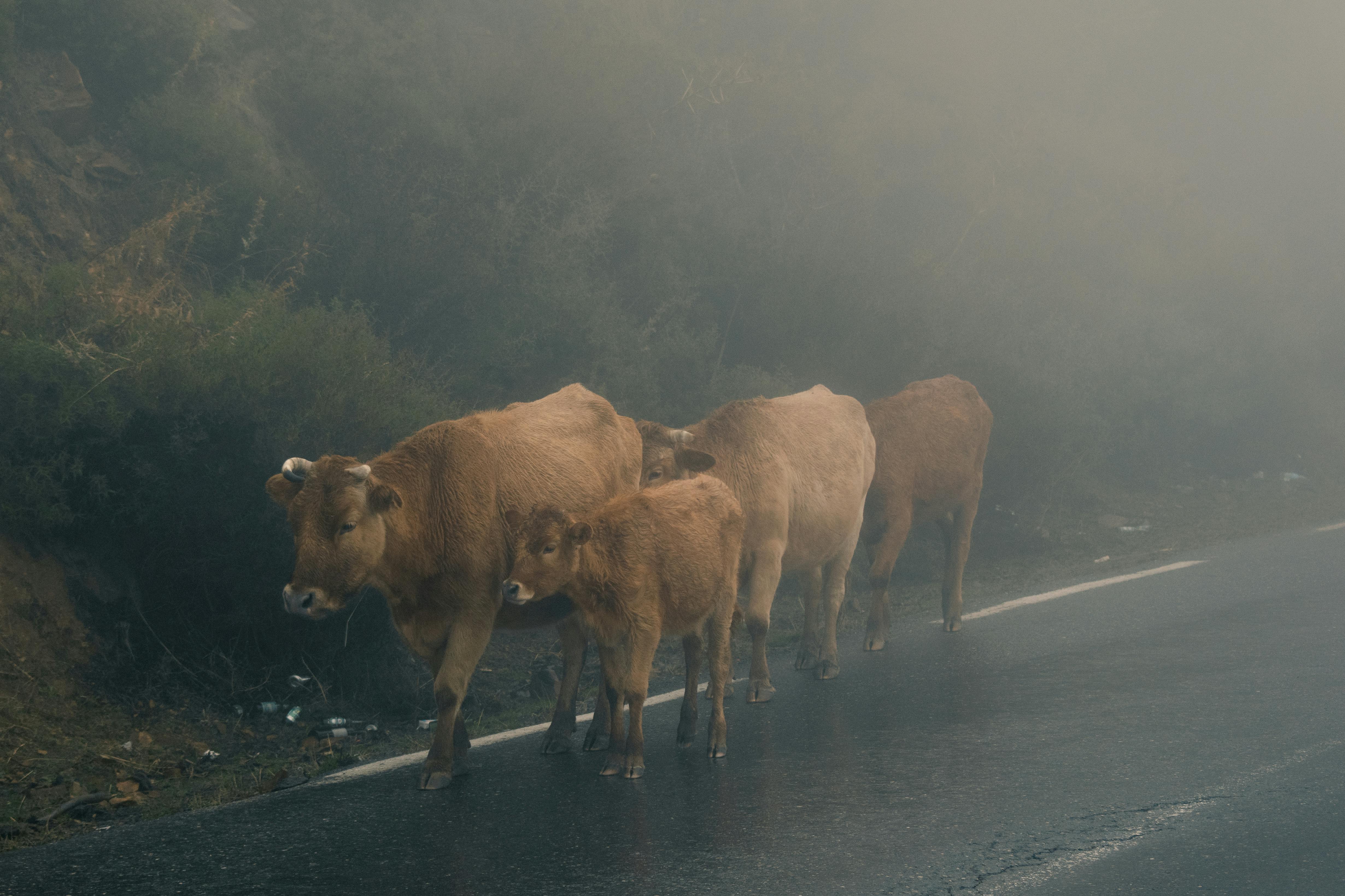 Cattle on Road under Fog · Free Stock Photo