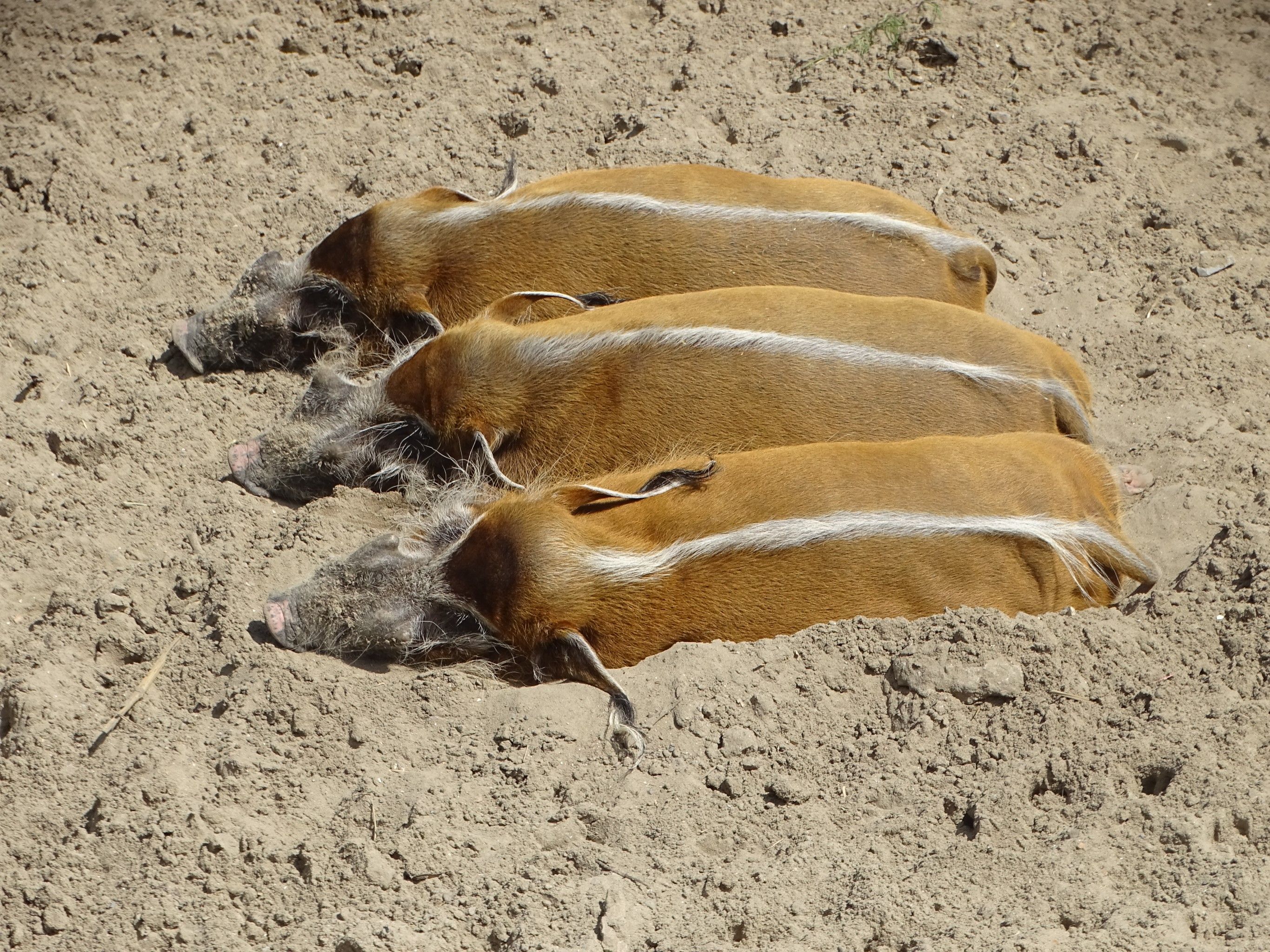 Animals Jobs Photos, Download The BEST Free Animals Jobs Stock Photos ...