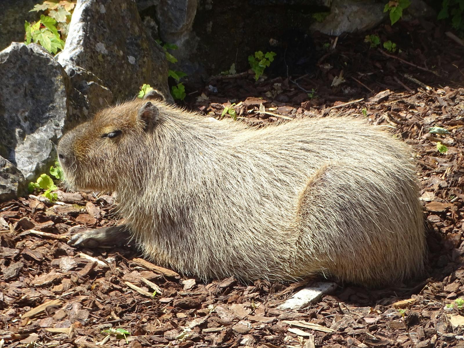Capybara Chibi Photos, Download The BEST Free Capybara Chibi Stock ...