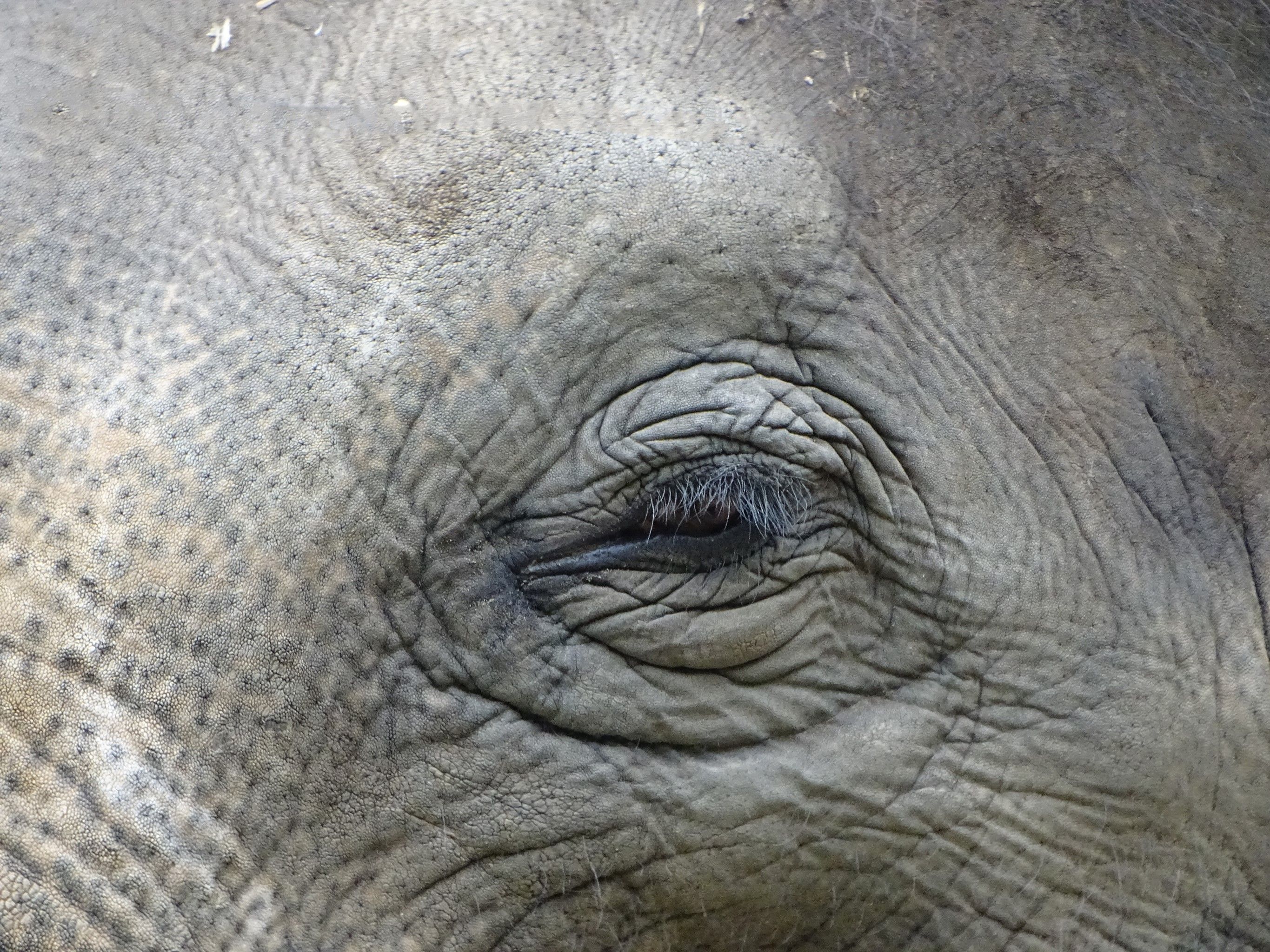 Elephant Texture Photos, Download The BEST Free Elephant Texture Stock ...
