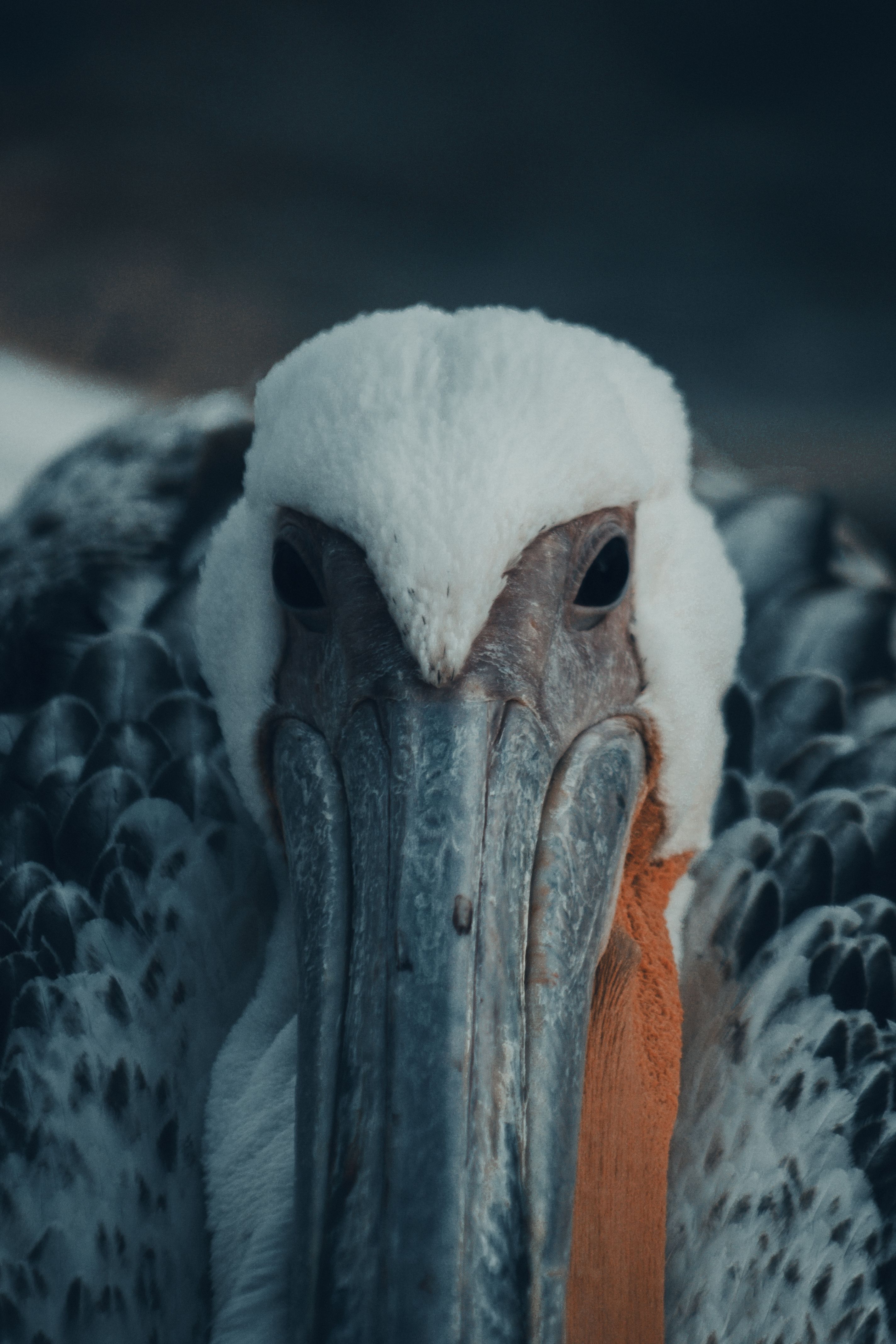 Close-up Photo of Great White Pelican · Free Stock Photo