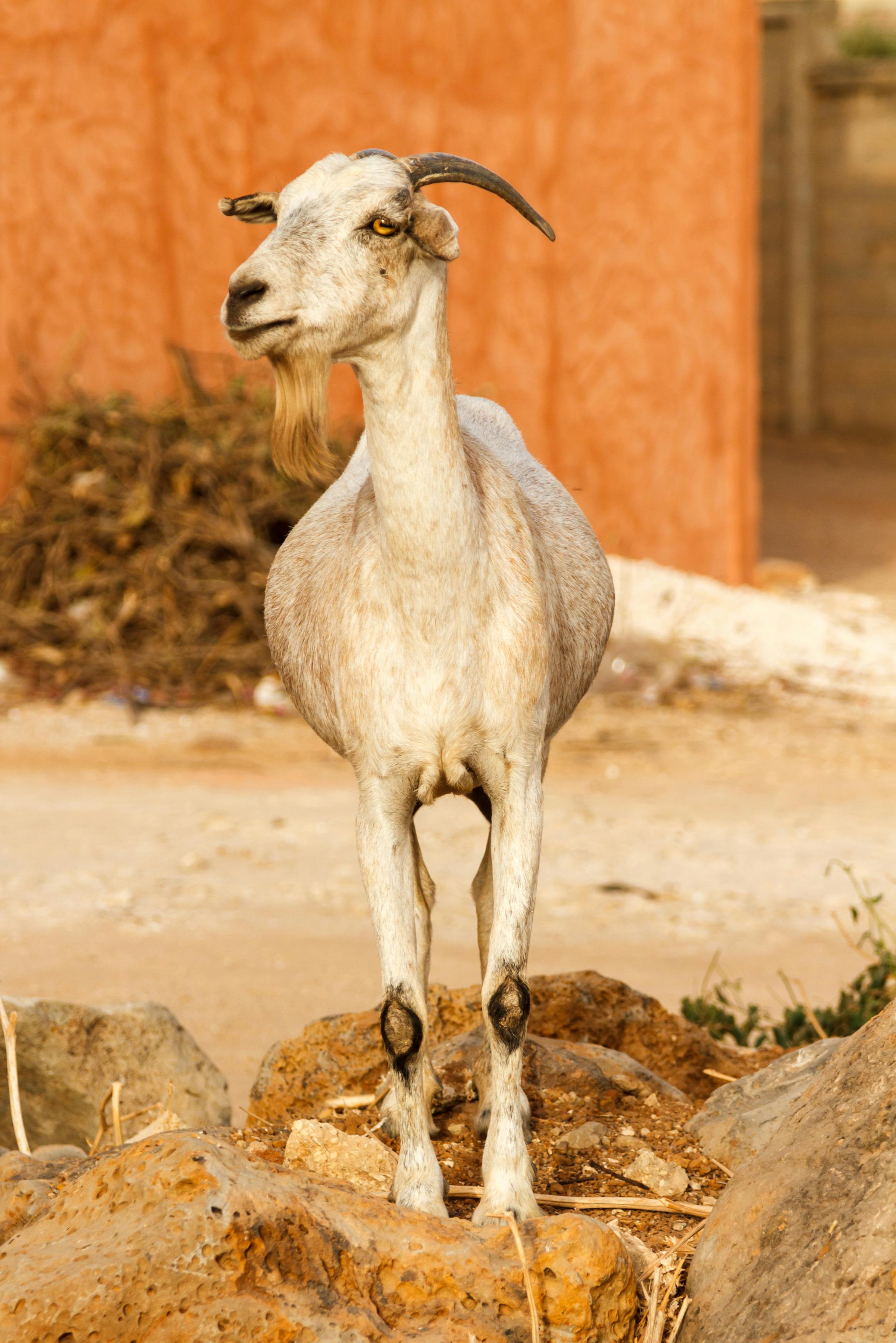 Senegal Bushbaby Photos, Download The BEST Free Senegal Bushbaby Stock ...