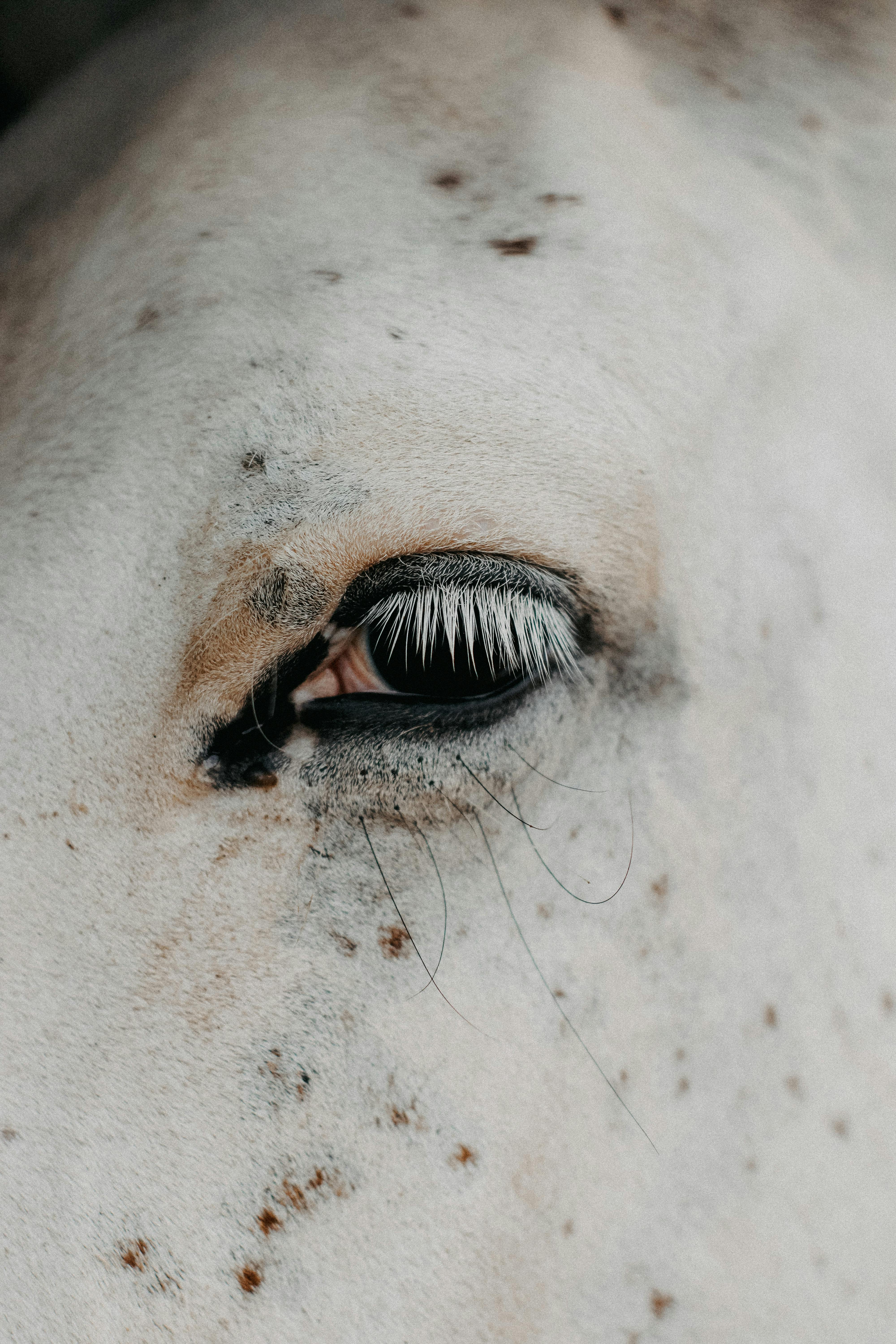 50,000+张最精彩的“Judging Eyes”图片 · 100%免费下载 · Pexels素材图片