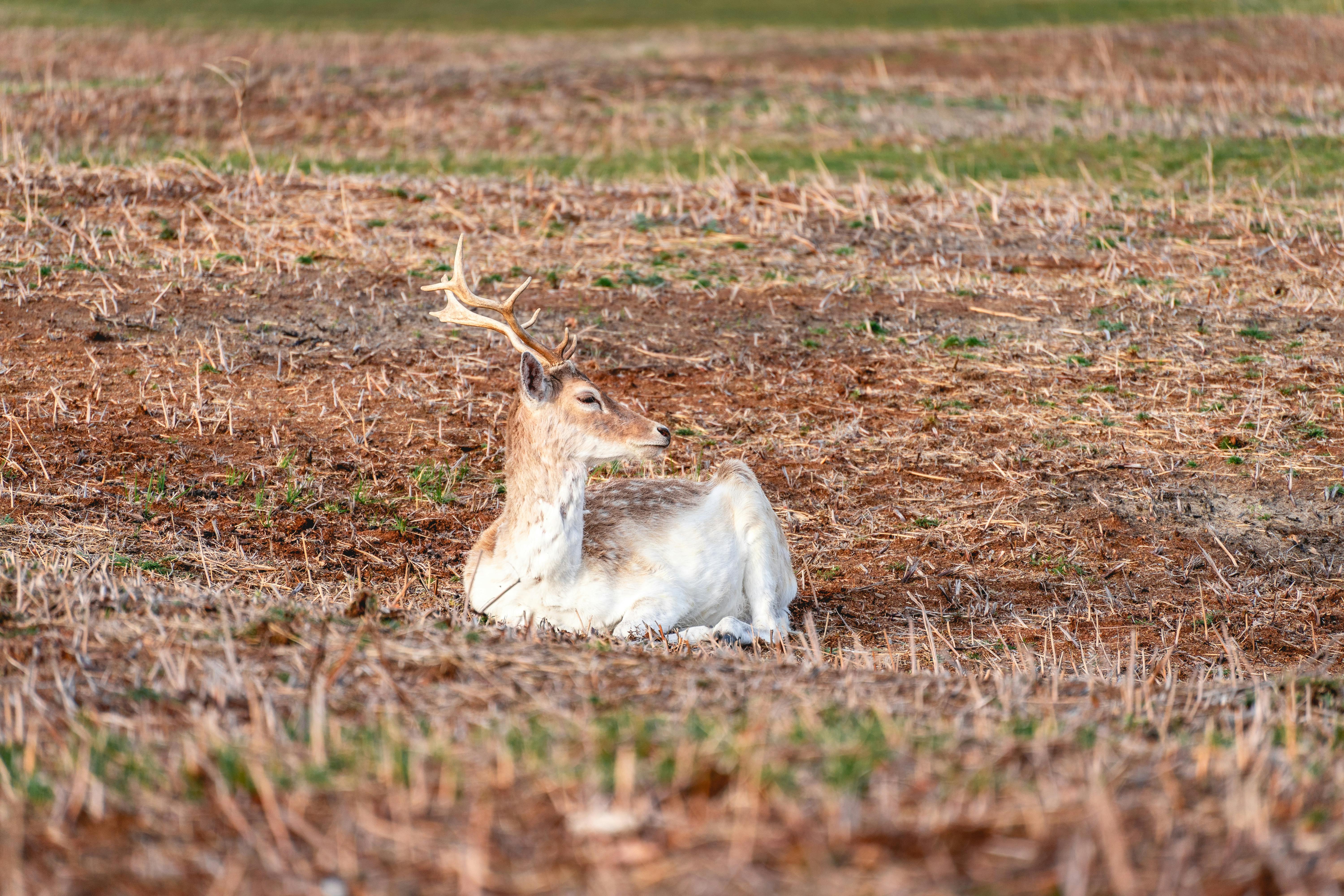Deer on grassy meadow among trees in wild nature · Free Stock Photo