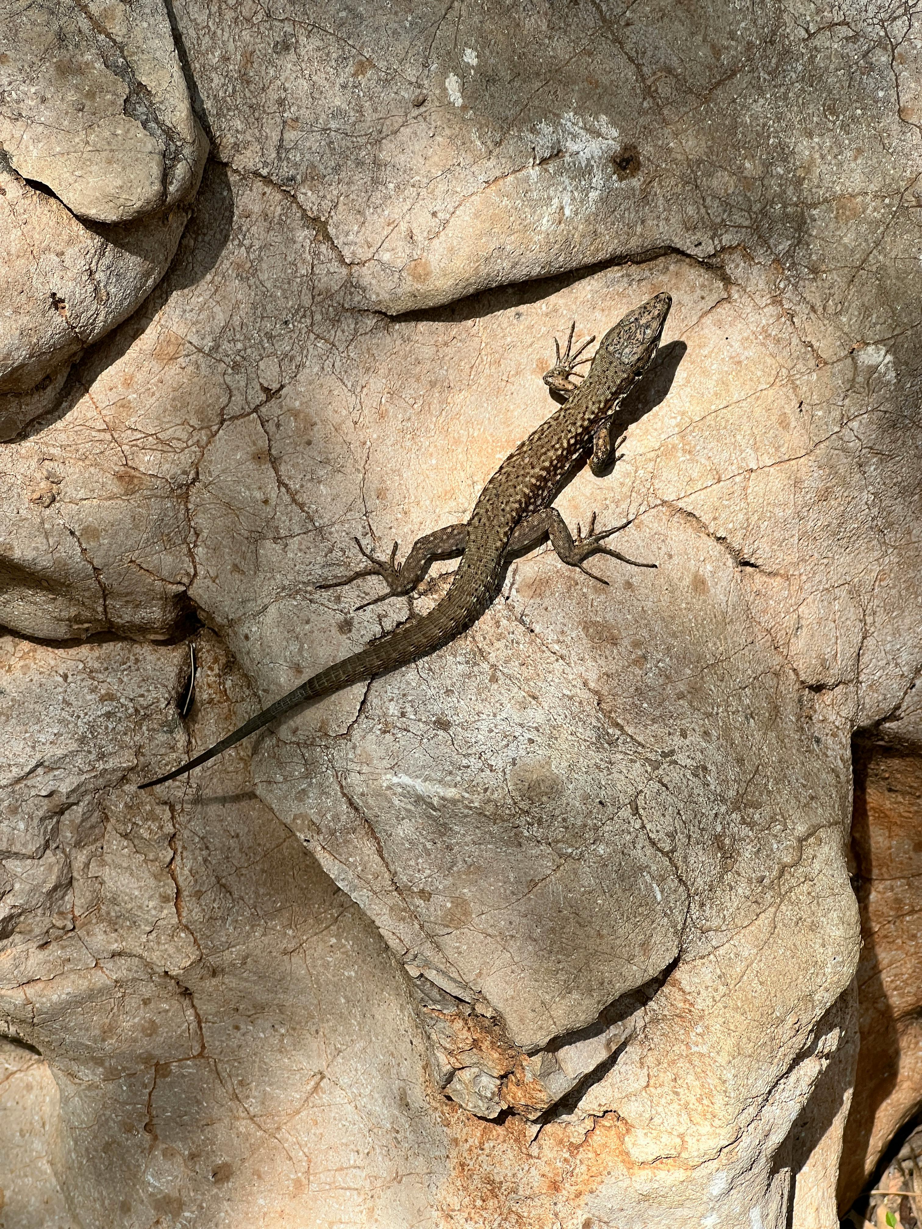 Lizards on the Rock · Free Stock Photo