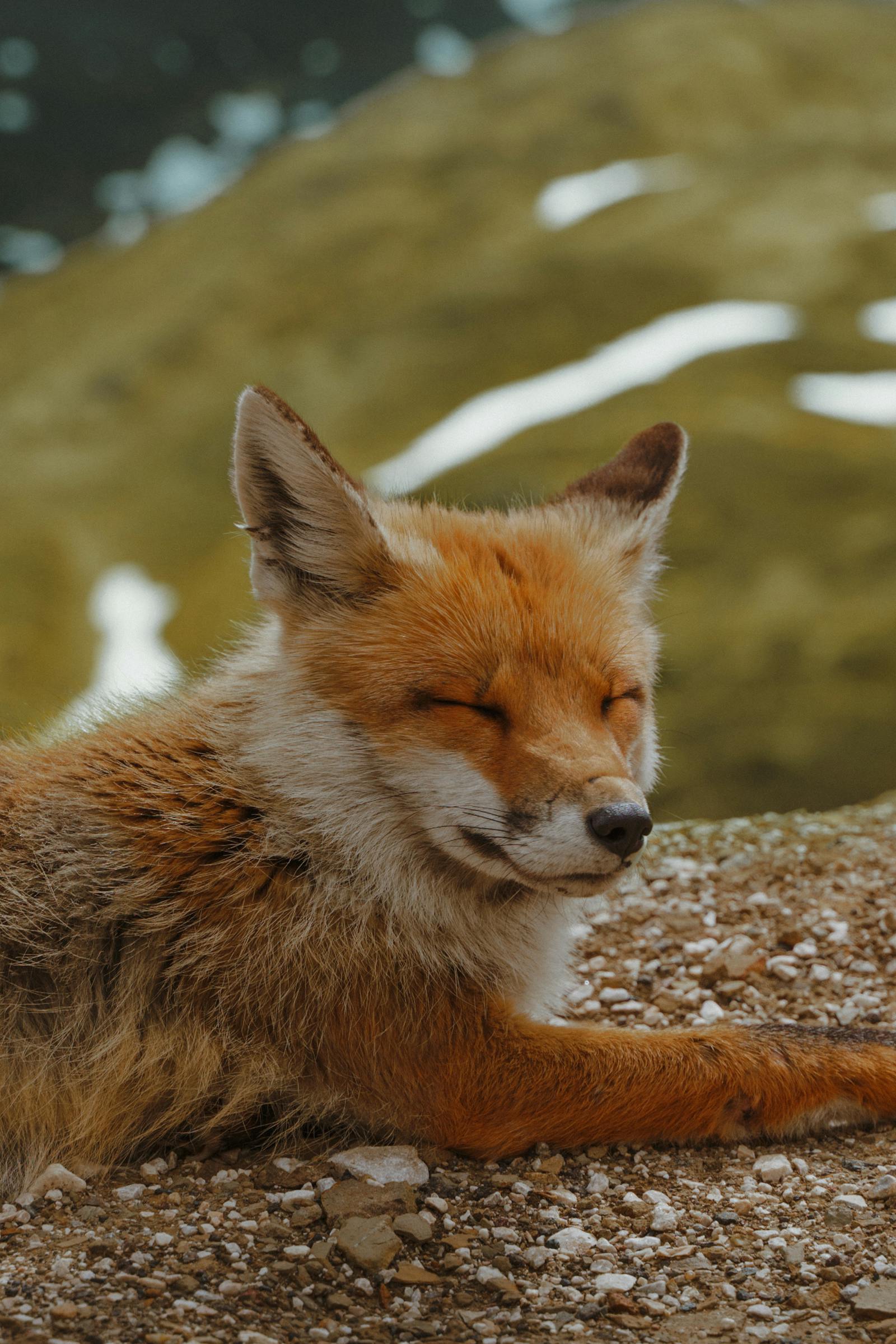 Red Fox Photos, Download The BEST Free Red Fox Stock Photos & HD Images