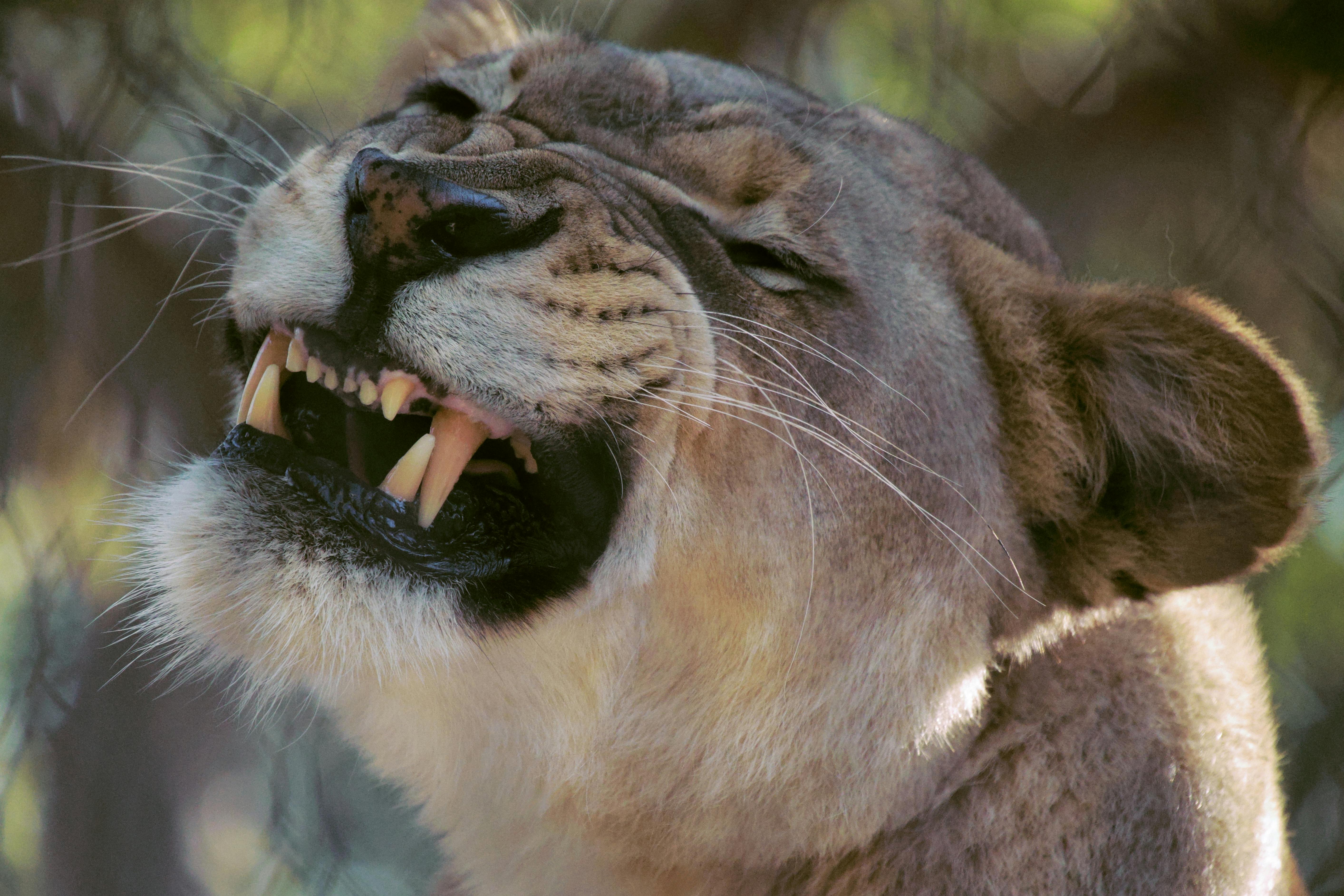 Chinese Teeth Photos, Download The BEST Free Chinese Teeth Stock Photos ...