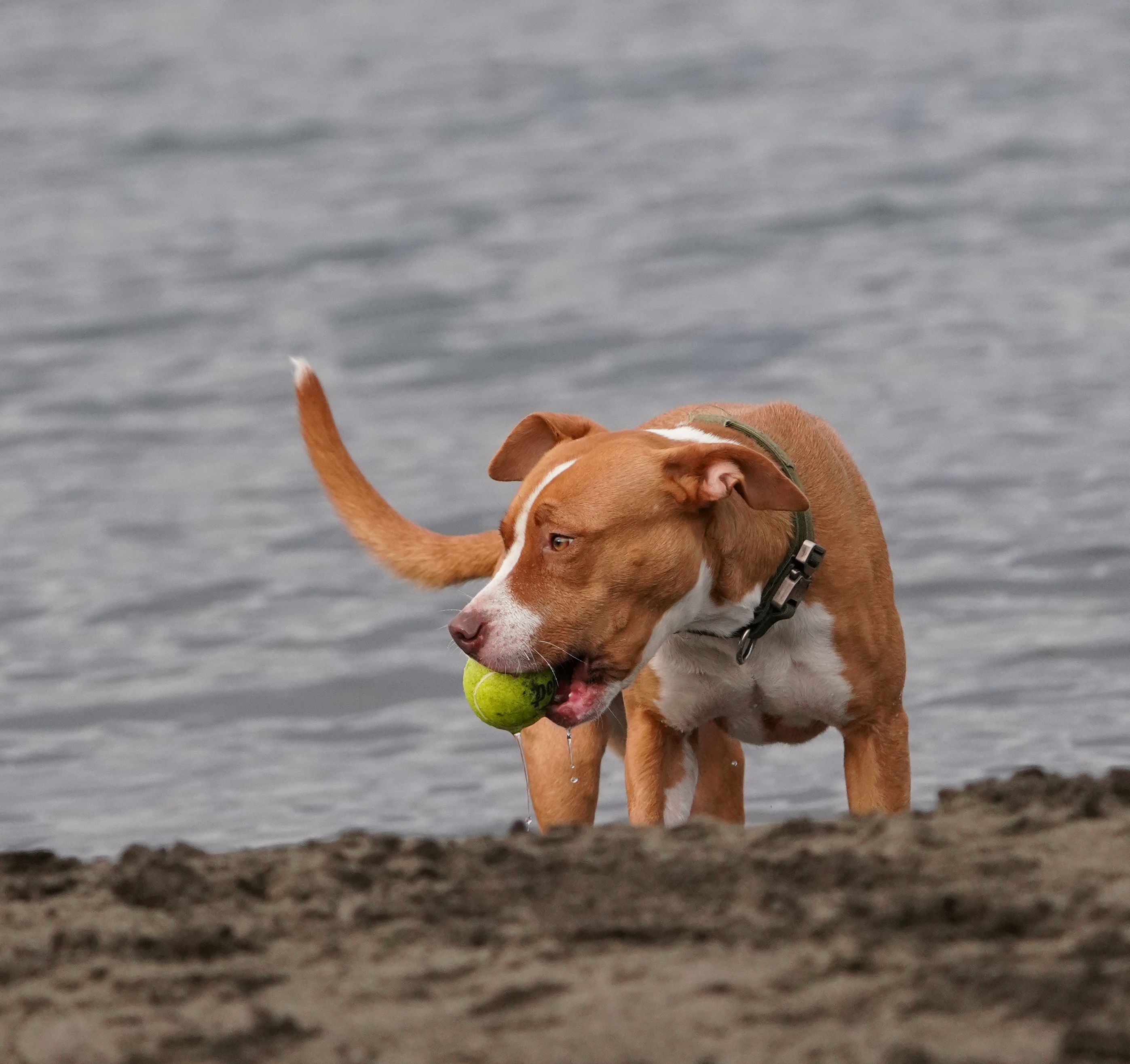 A Dog on the Sandy Beach · Free Stock Photo